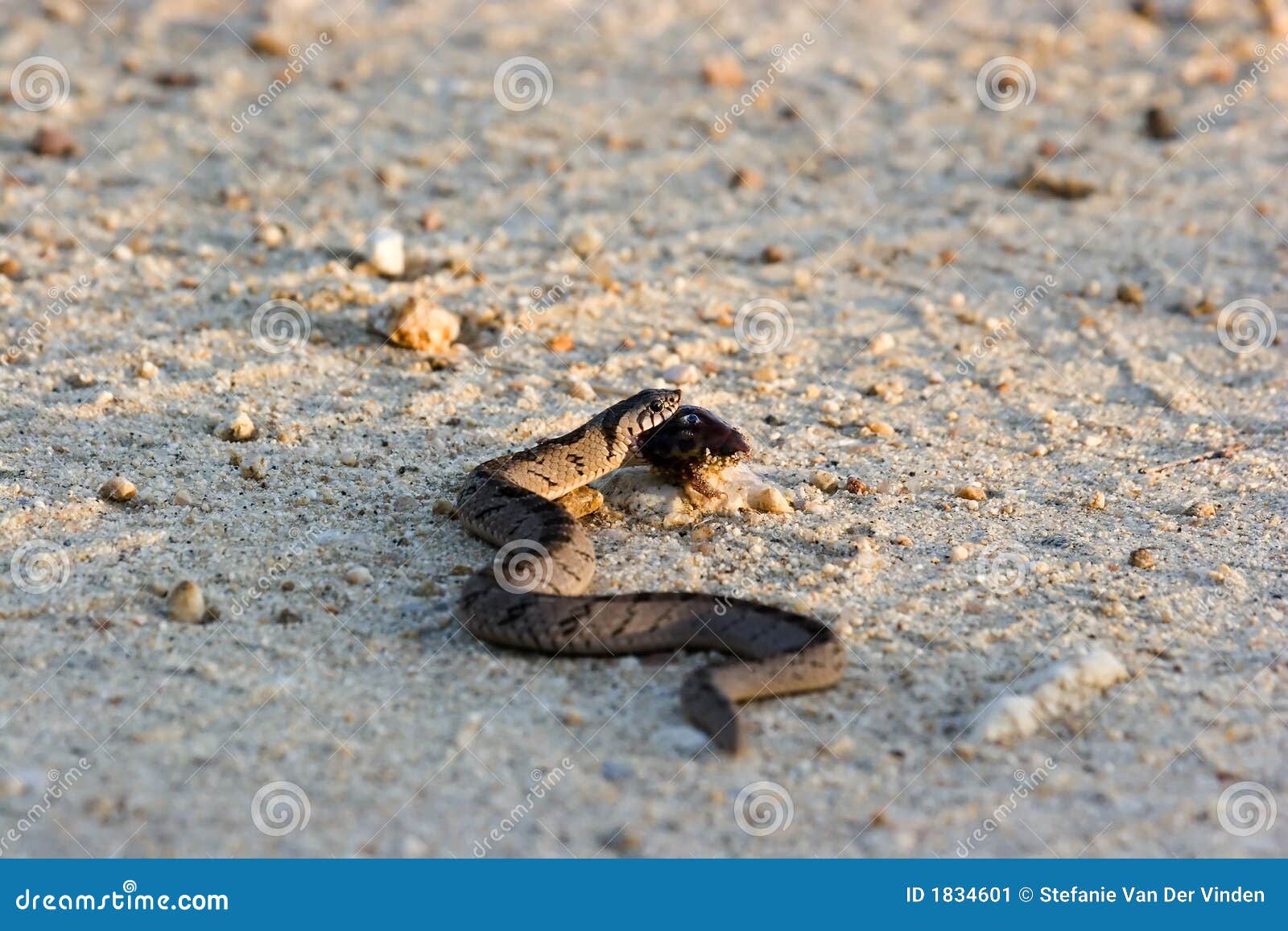 Adder Picture. Image: 1834601