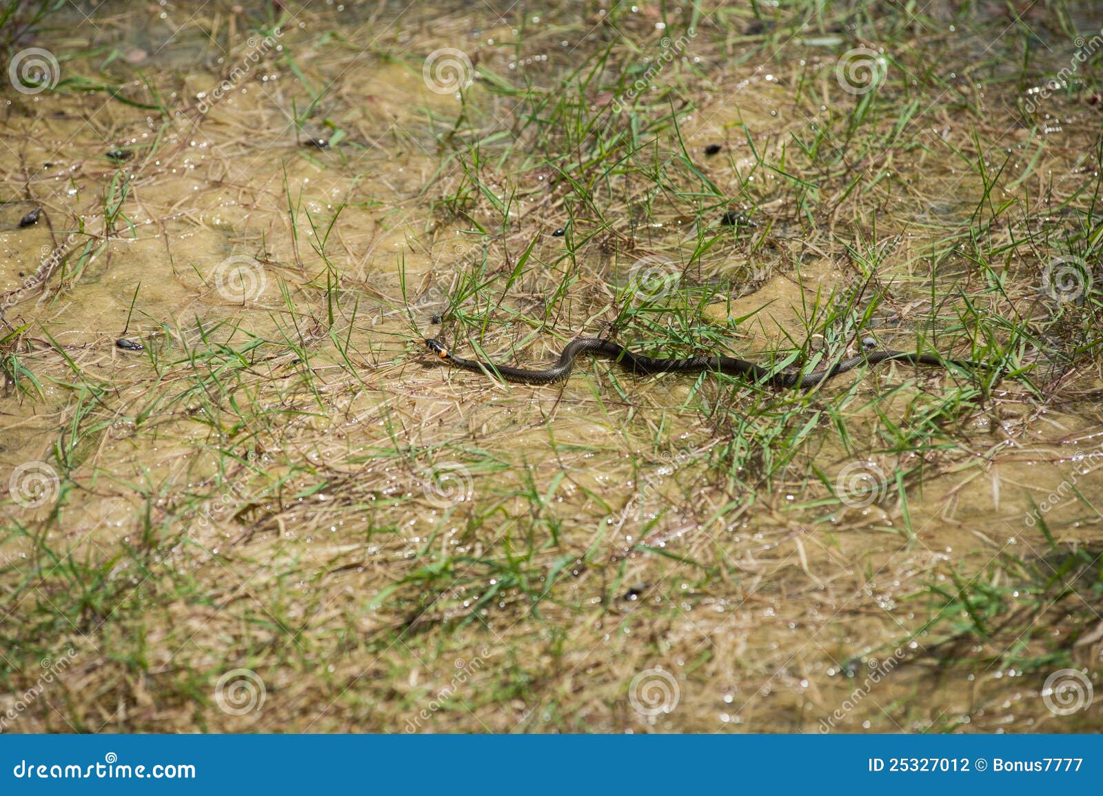 Adder stock photo. Image of harmless, nonpoisonous, crawl - 25327012