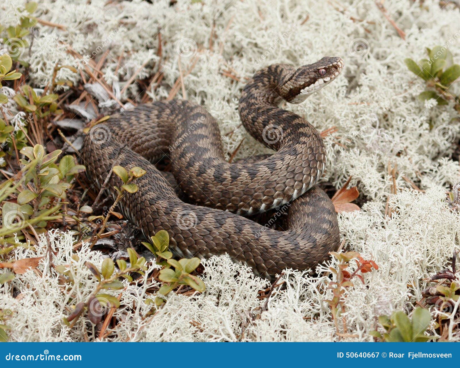 Adder stock image. Image of angry, defense, moss, poison - 50640667