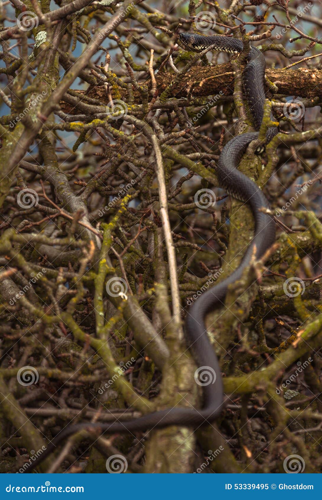 Adder stock image. Image of yellow, adder, wood, black - 53339495