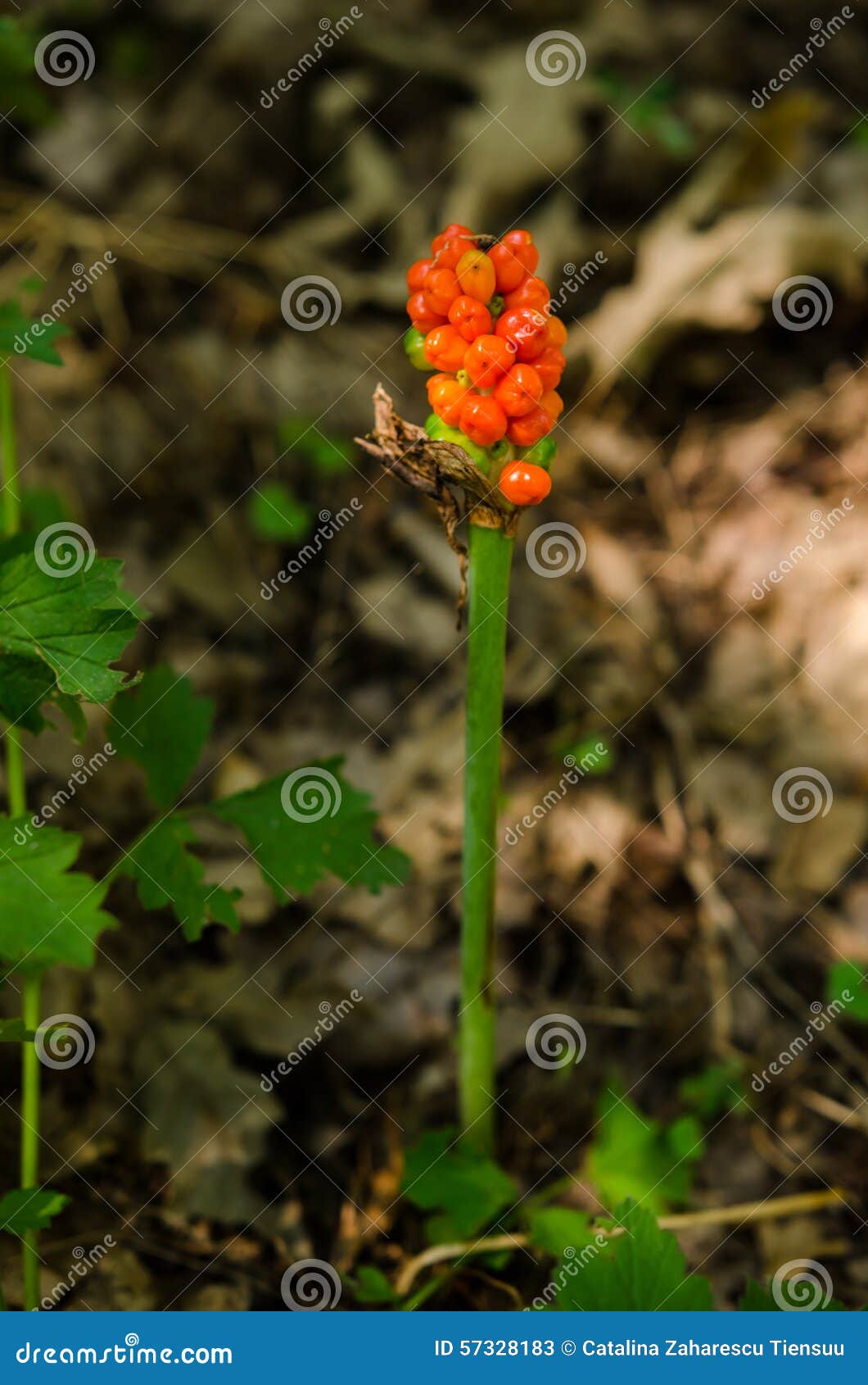 Adder s root ripped fruits stock image. Image of decorative - 57328183