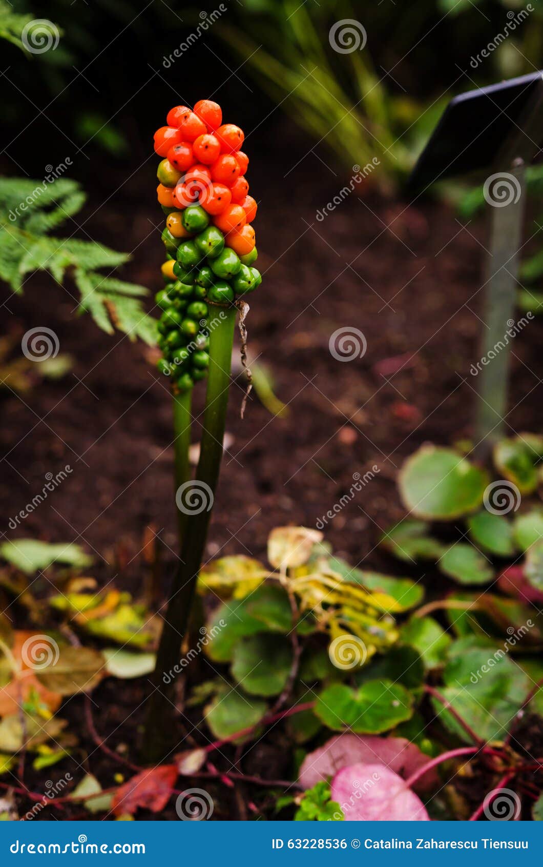 Adder s root ripped fruits stock photo. Image of decorative - 63228536