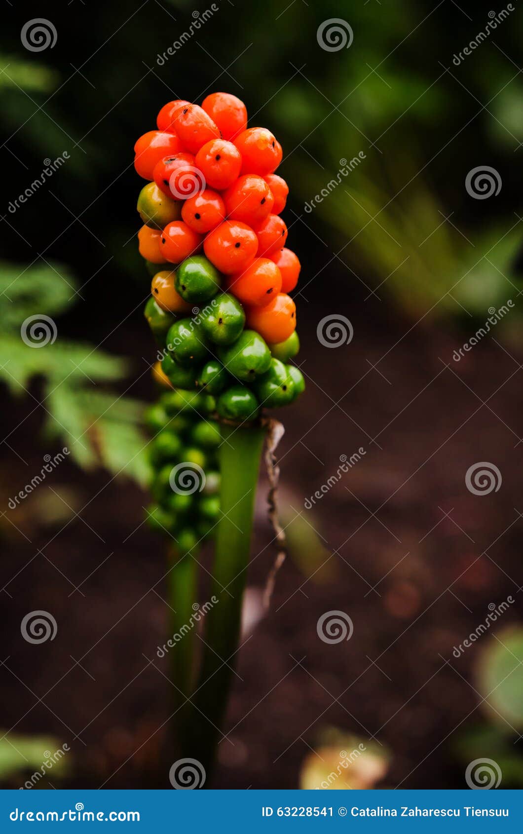 Adder s root ripped fruits stock image. Image of adder - 63228541