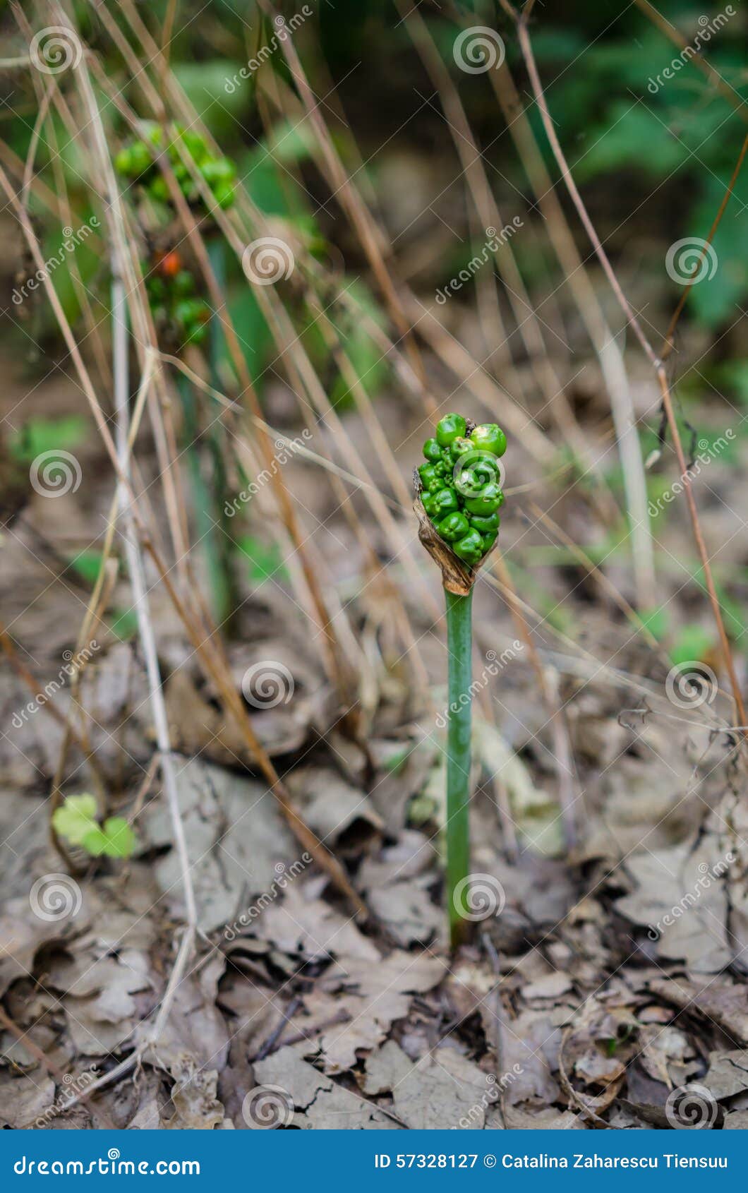 Adder S Root Unripped Fruits Stock Image - Image of arum, forest: 57328127