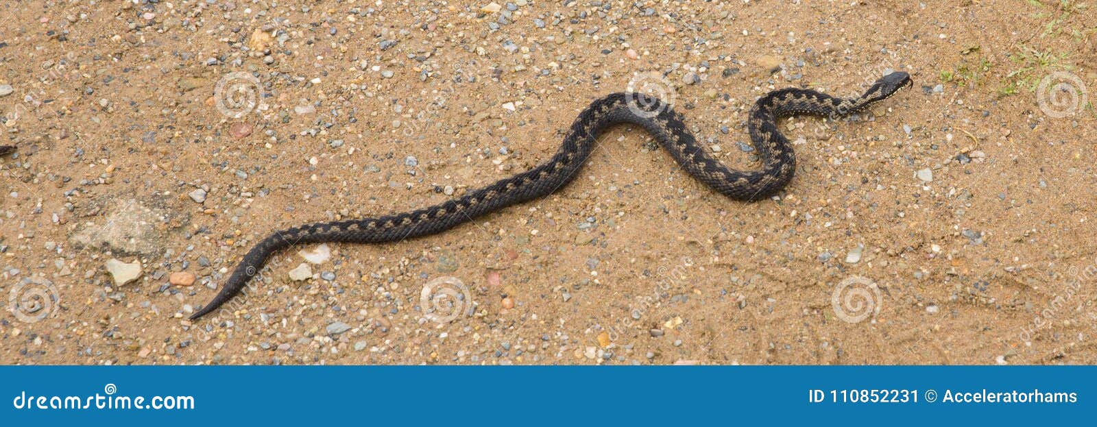Adder Snake On Coast Path In Devon UK Royalty-Free Stock Photography ...