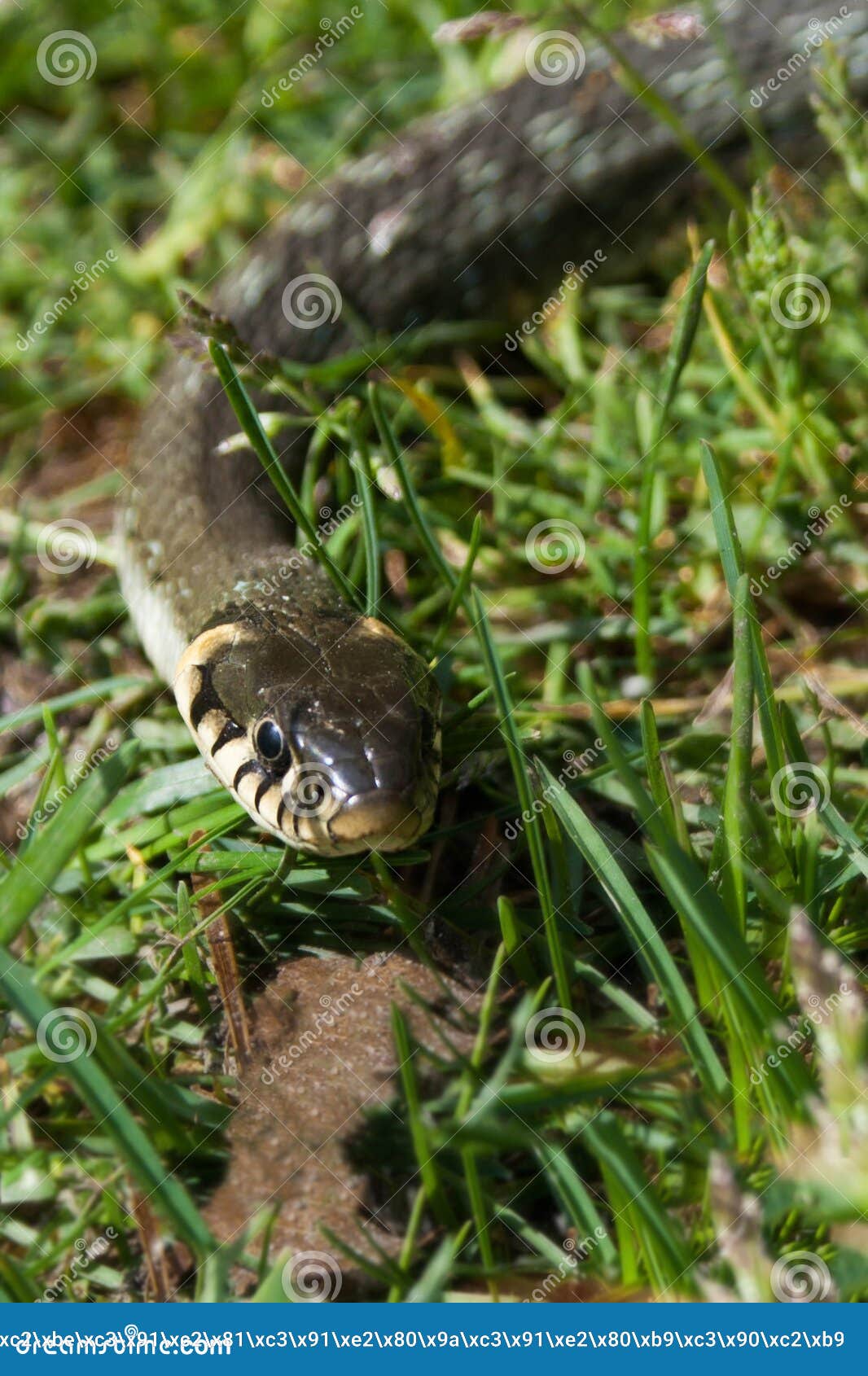 Adder Snake On Coast Path In Devon UK Royalty-Free Stock Photography ...