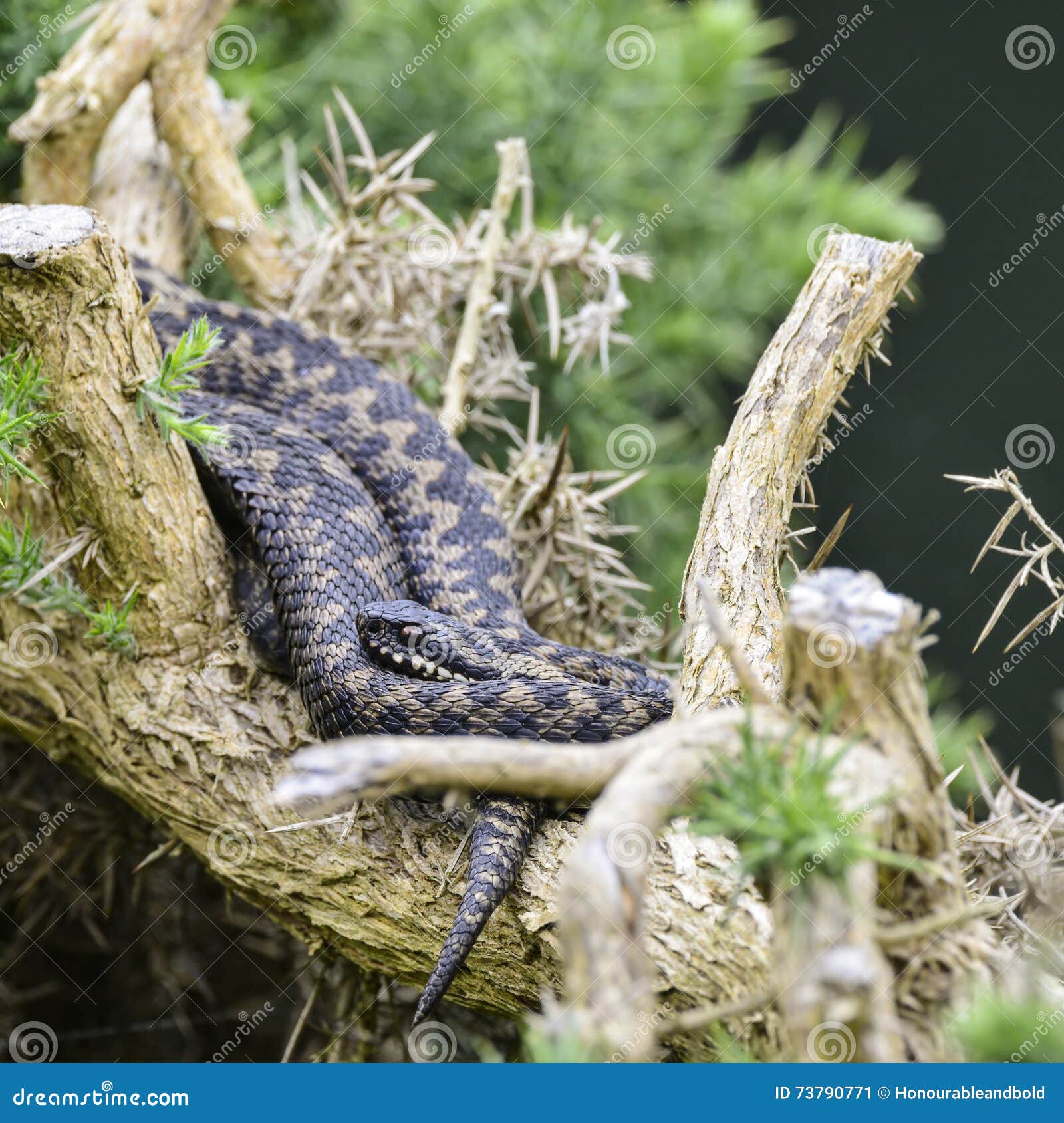 Adder Snake Swim In River. Europe, Summer Day. Non-venomous Natrix ...