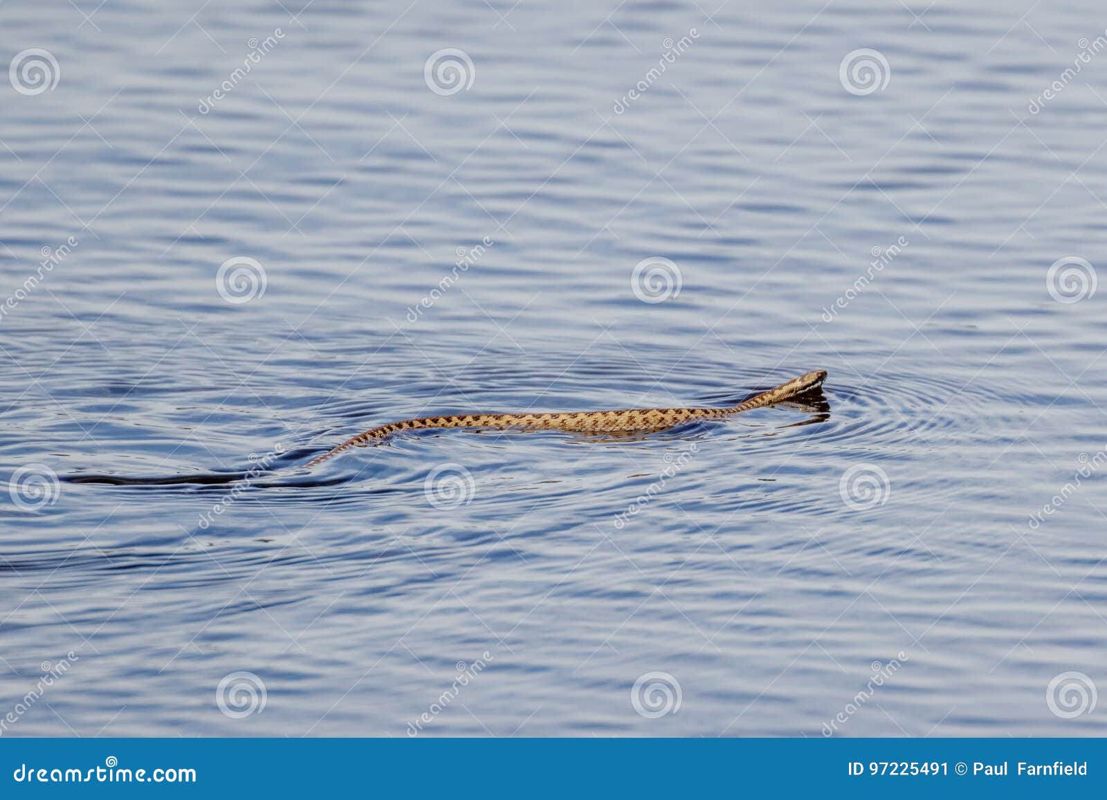 Adder Snake On Coast Path In Devon UK Royalty-Free Stock Photography ...