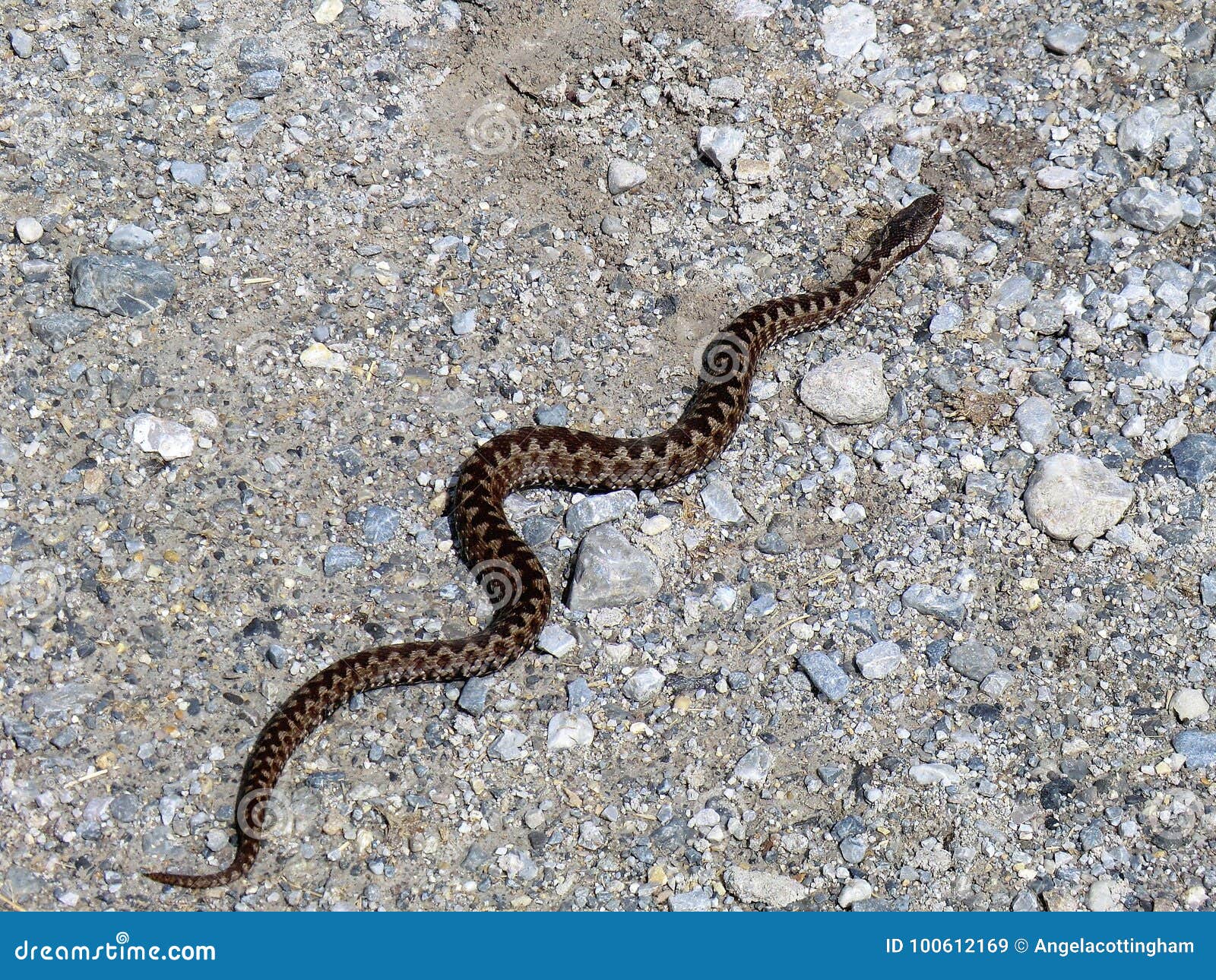 Adder on a Stony Path, Switzerland Stock Image - Image of wildlife ...