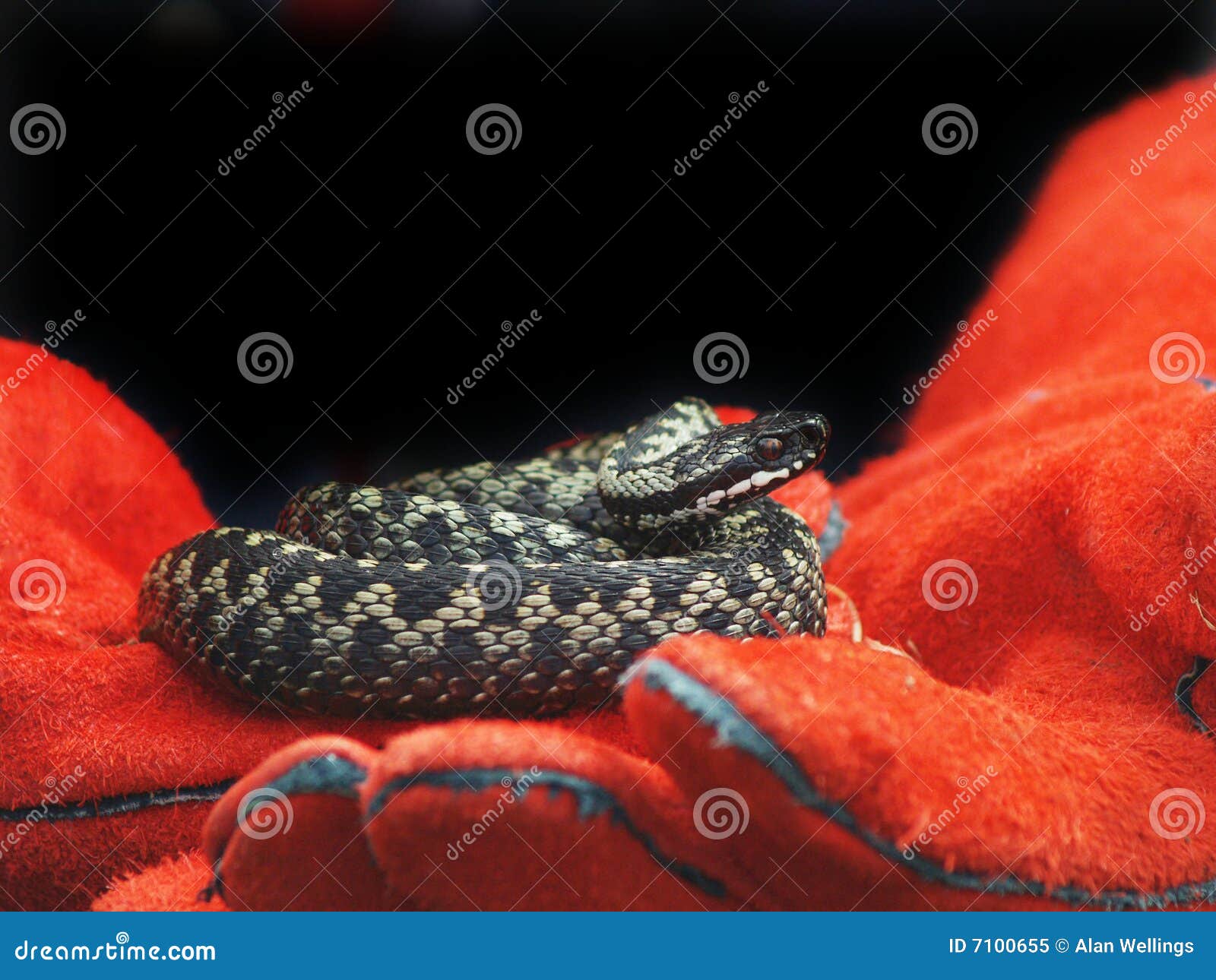 Adder, uk stock image. Image of teeth, snake, reptile - 7100655
