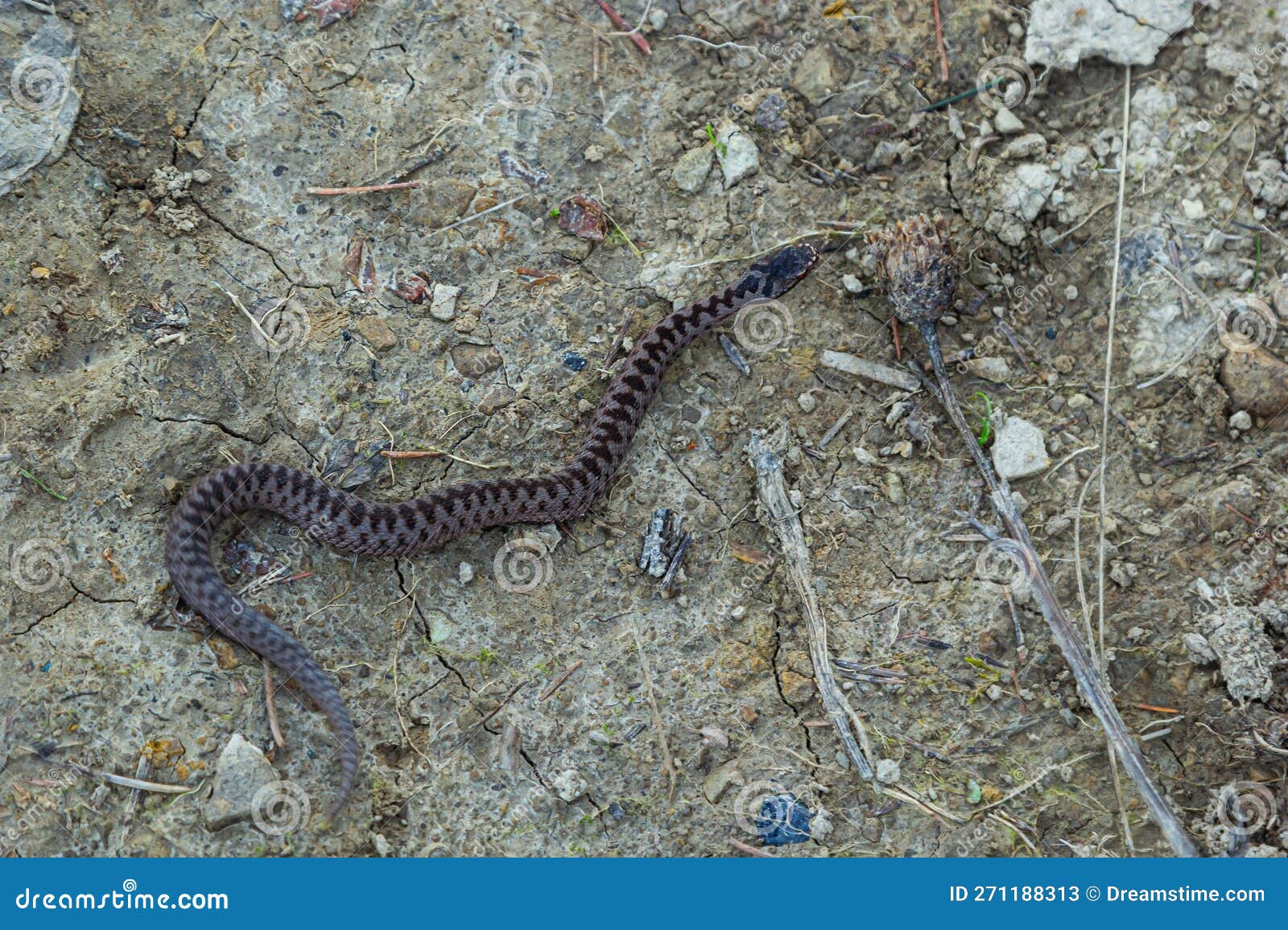 Adder Viper Snake Vipera Berus Getting Away from the Stone Stock Image ...