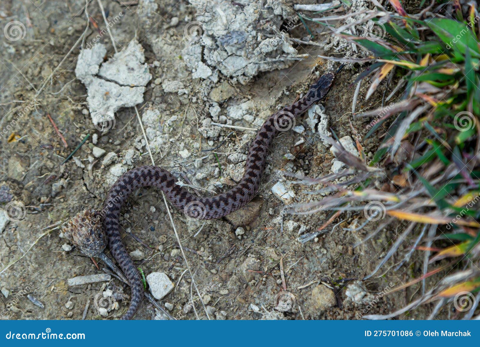 Adder Viper Snake Vipera Berus Getting Away from the Stone Stock Photo ...