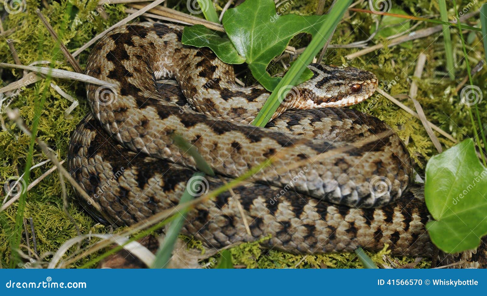 Adder stock photo. Image of snake, british, female, hampshire - 41566570