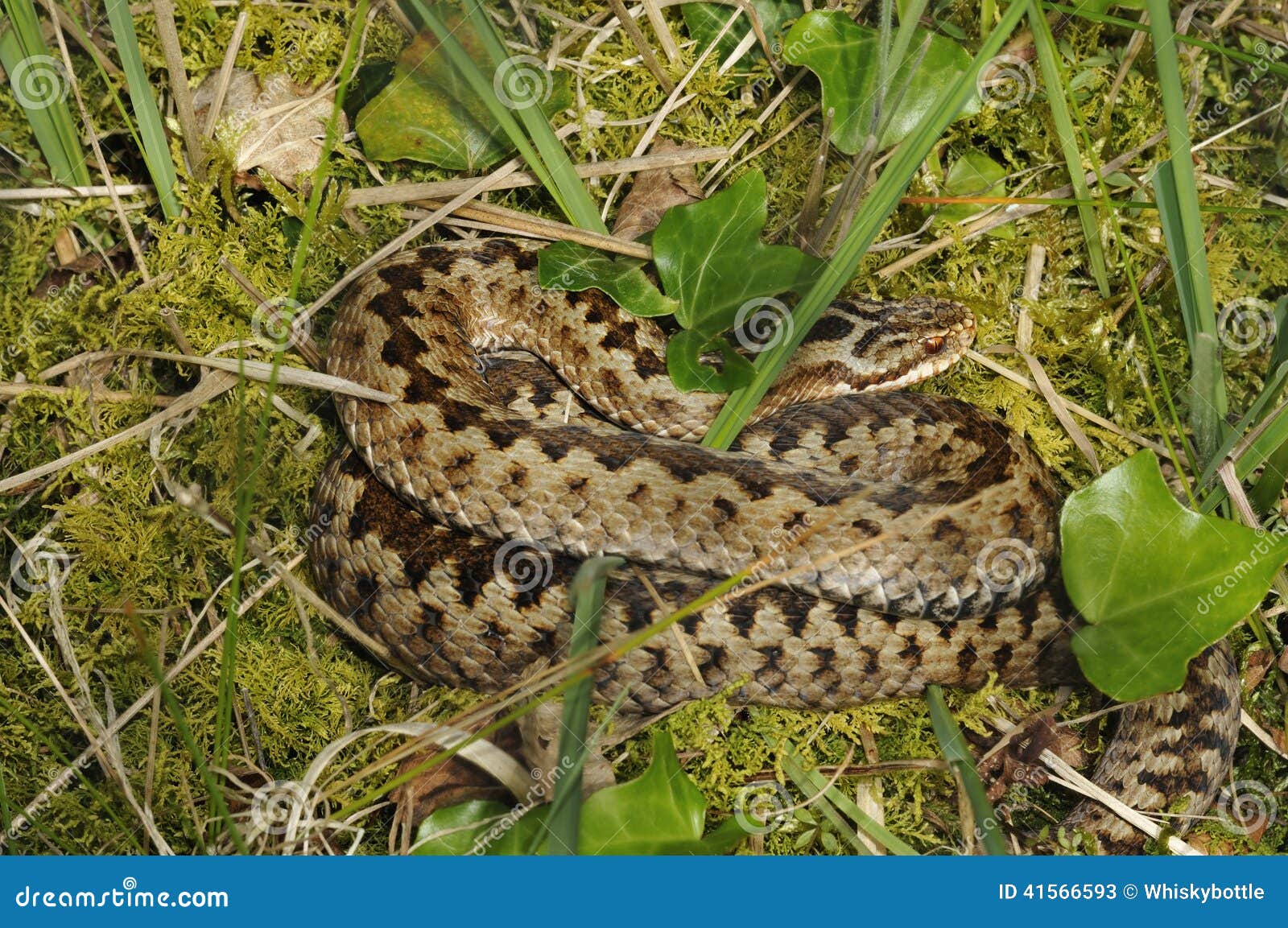 Adder stock image. Image of hampshire, wild, poisonous - 41566593