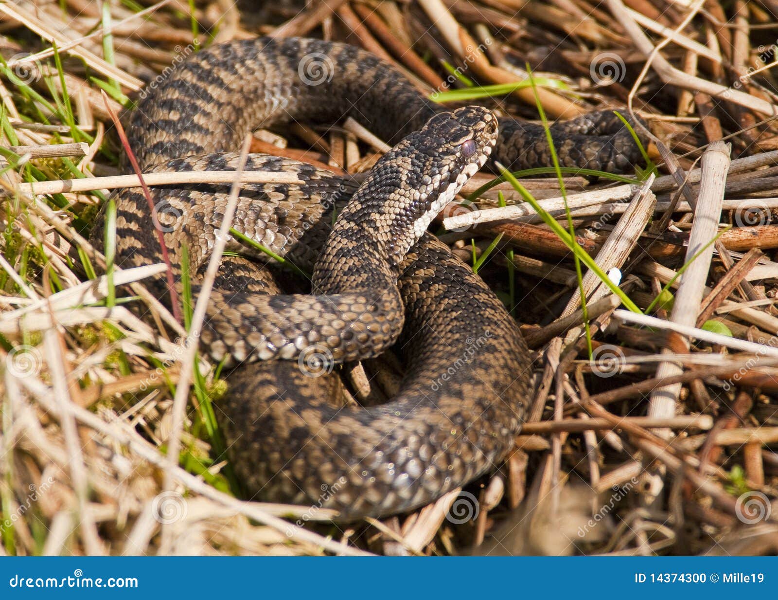 Adder (Vipera berus) stock photo. Image of reptile, grass - 14374300