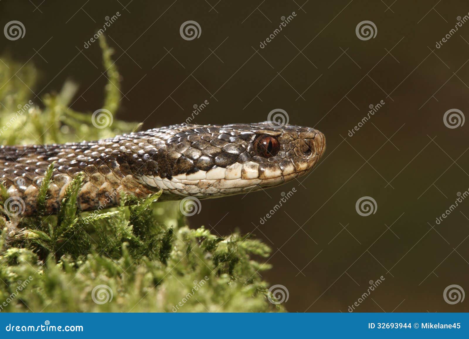 Adder, Vipera berus stock photo. Image of anguidae, elapidae - 32693944