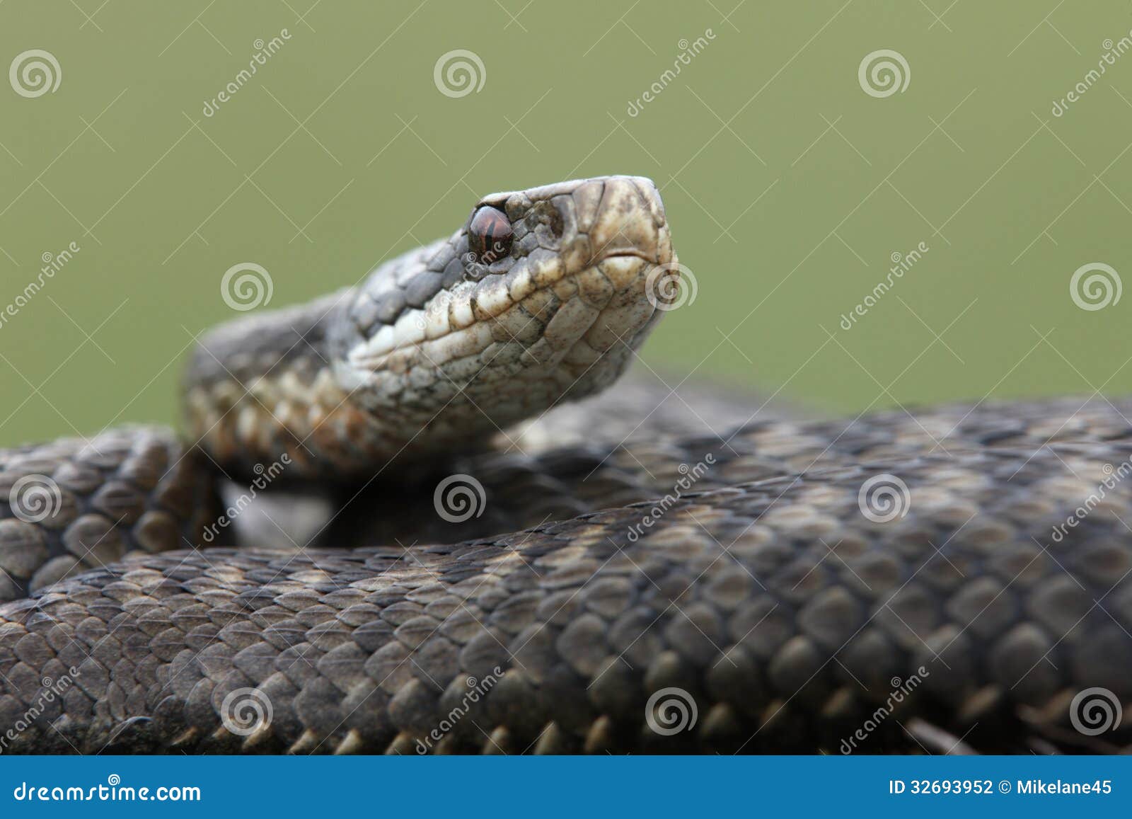 Adder, Vipera berus stock photo. Image of reptile, mamba - 32693952