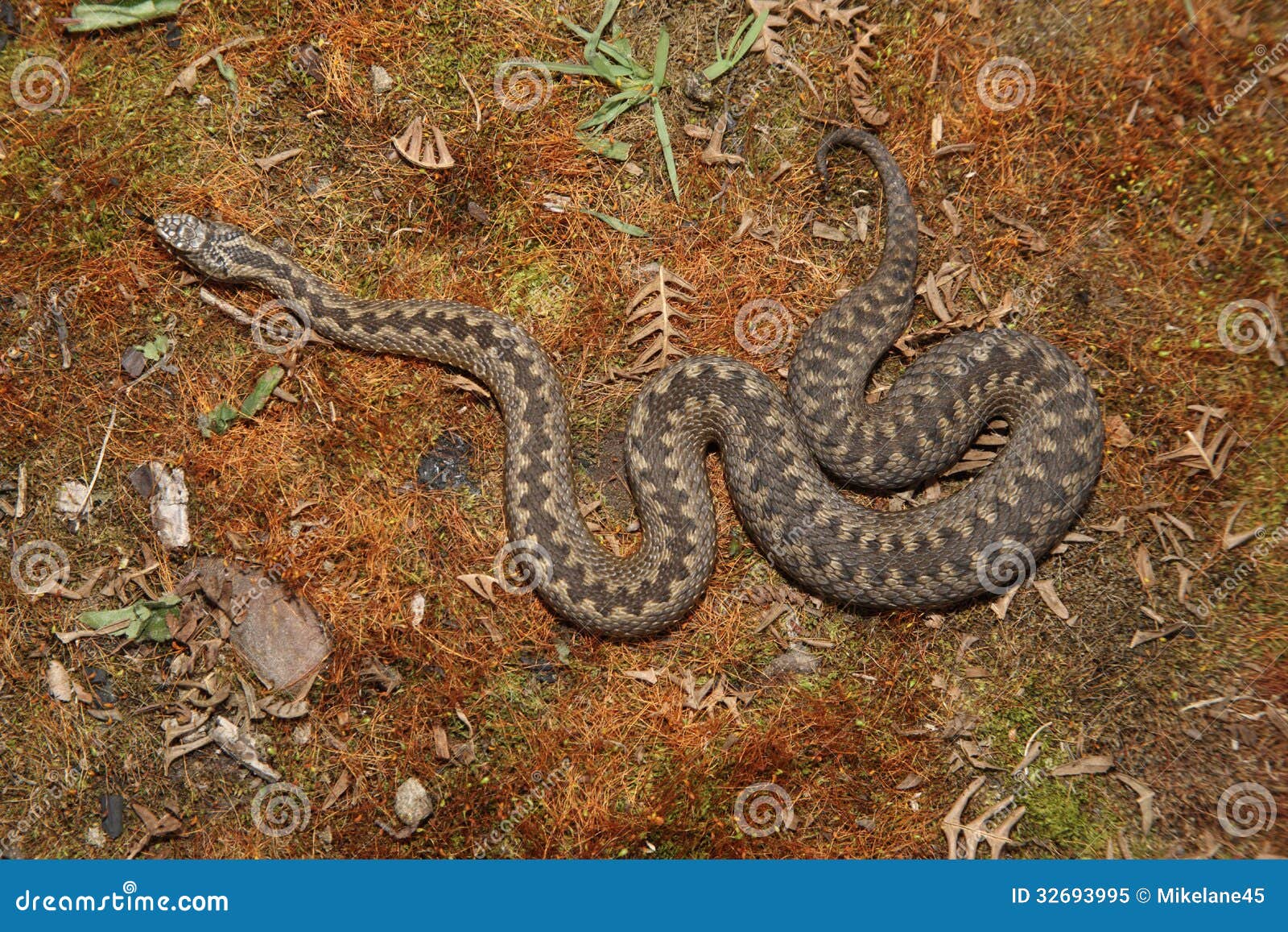 British Adder Stock Photos - Free & Royalty-Free Stock Photos from ...