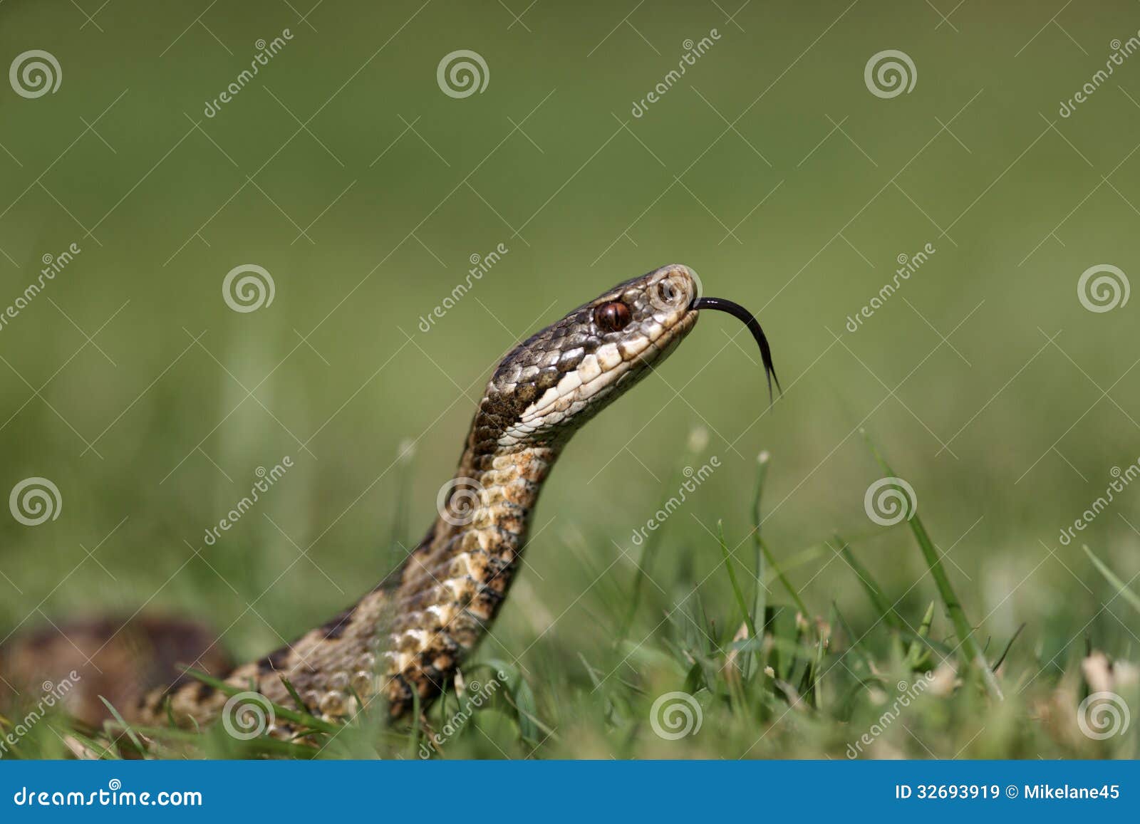 Vipera Berus, European Adder, Beautiful Snake In The Nature Habitat ...