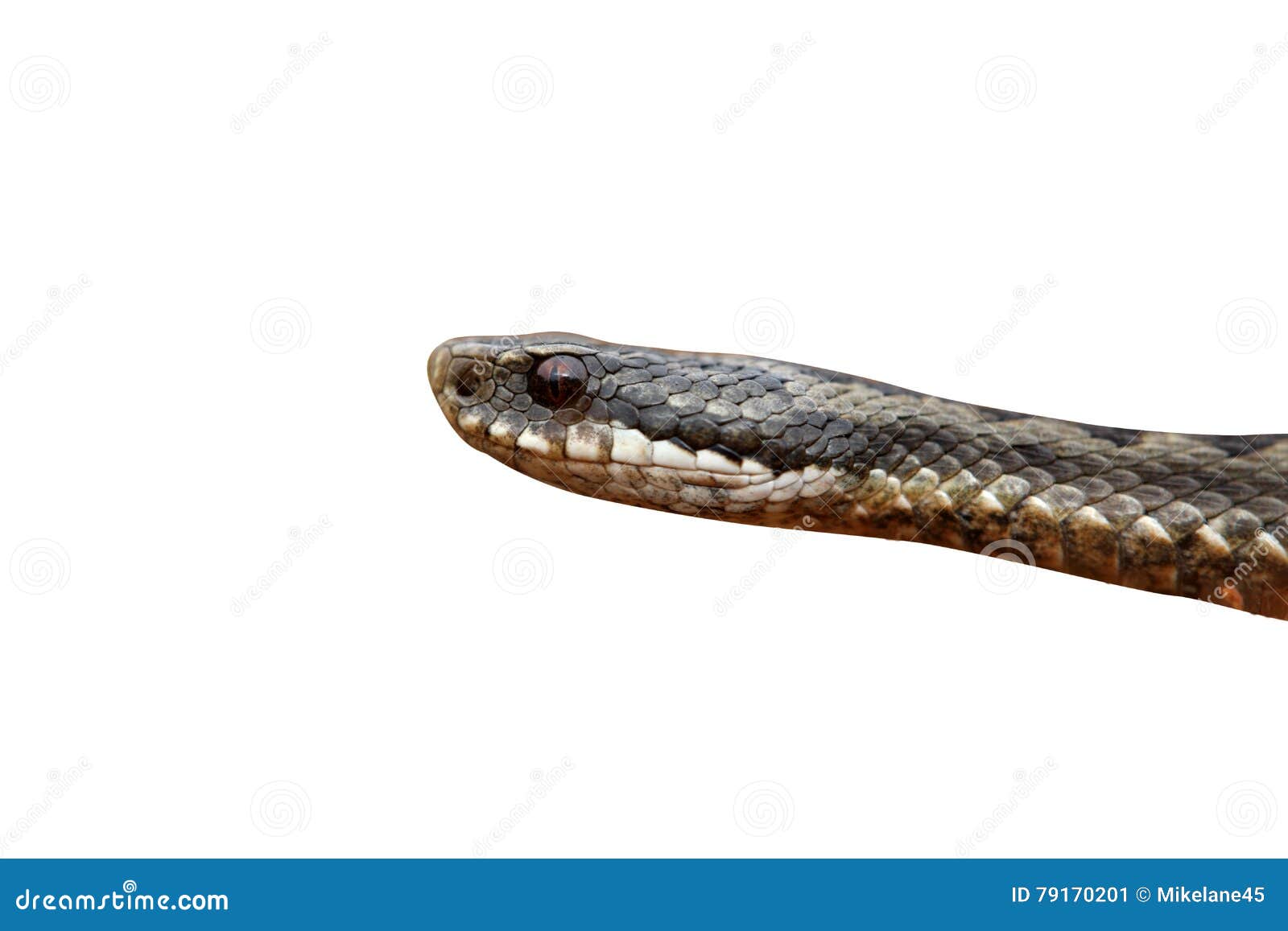 Adder Vipera berus stock image. Image of wildlife, adder - 79170201