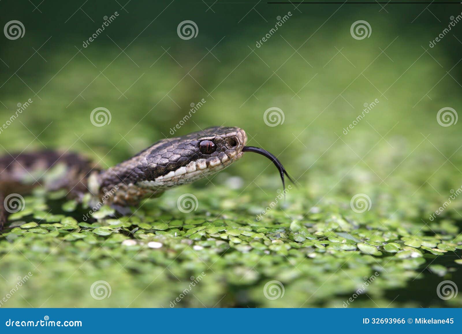 Vipera Berus, European Adder, Beautiful Snake In The Nature Habitat ...