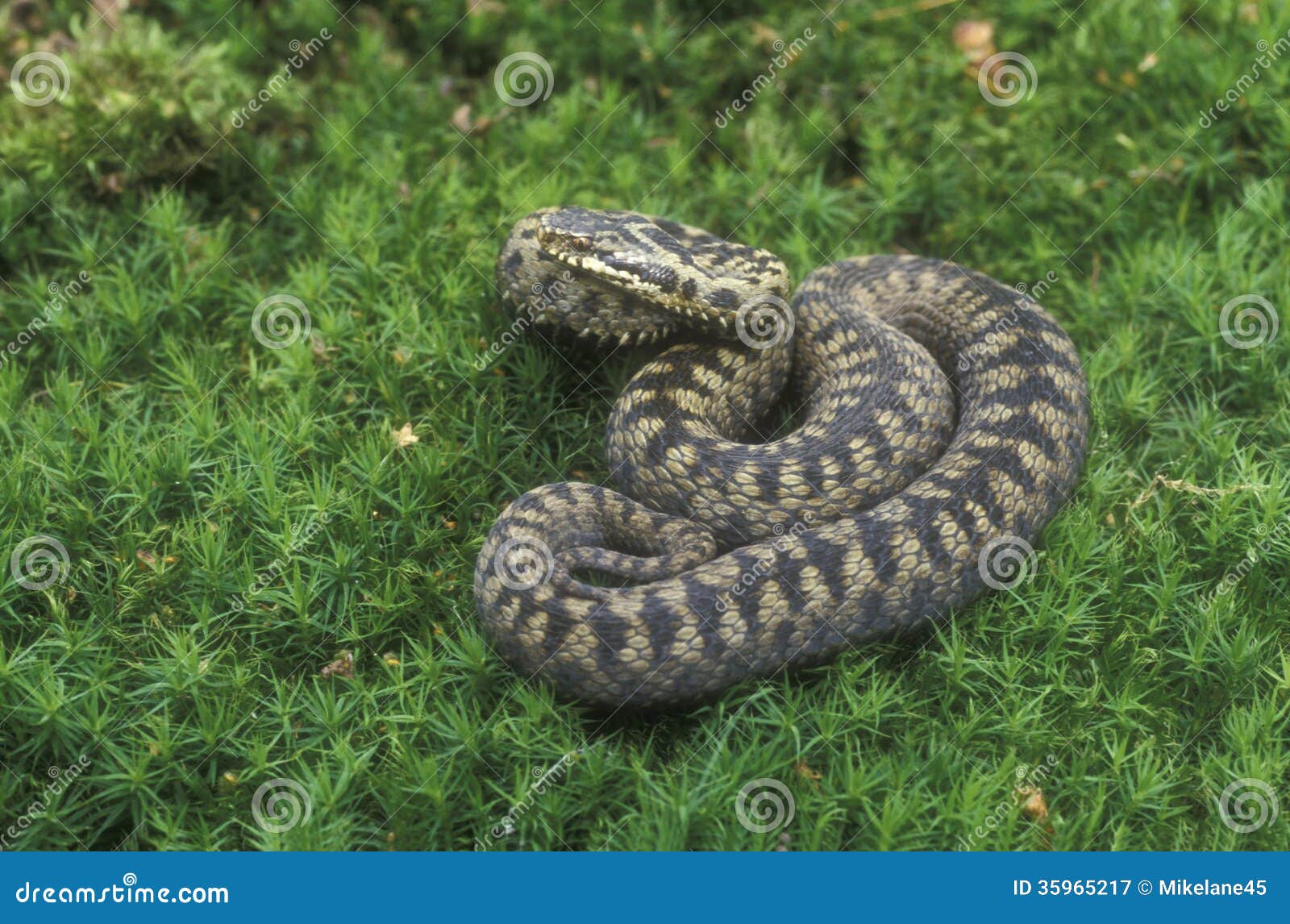 Adder, Vipera berus stock image. Image of viper, berus - 35965217