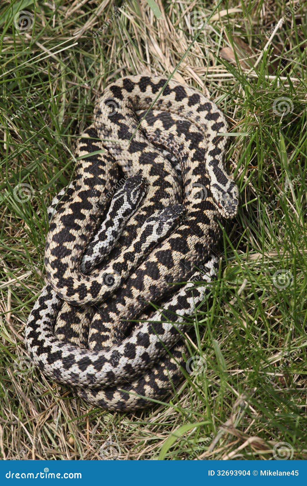 Adder, Vipera berus stock photo. Image of reptile, adder - 32693904