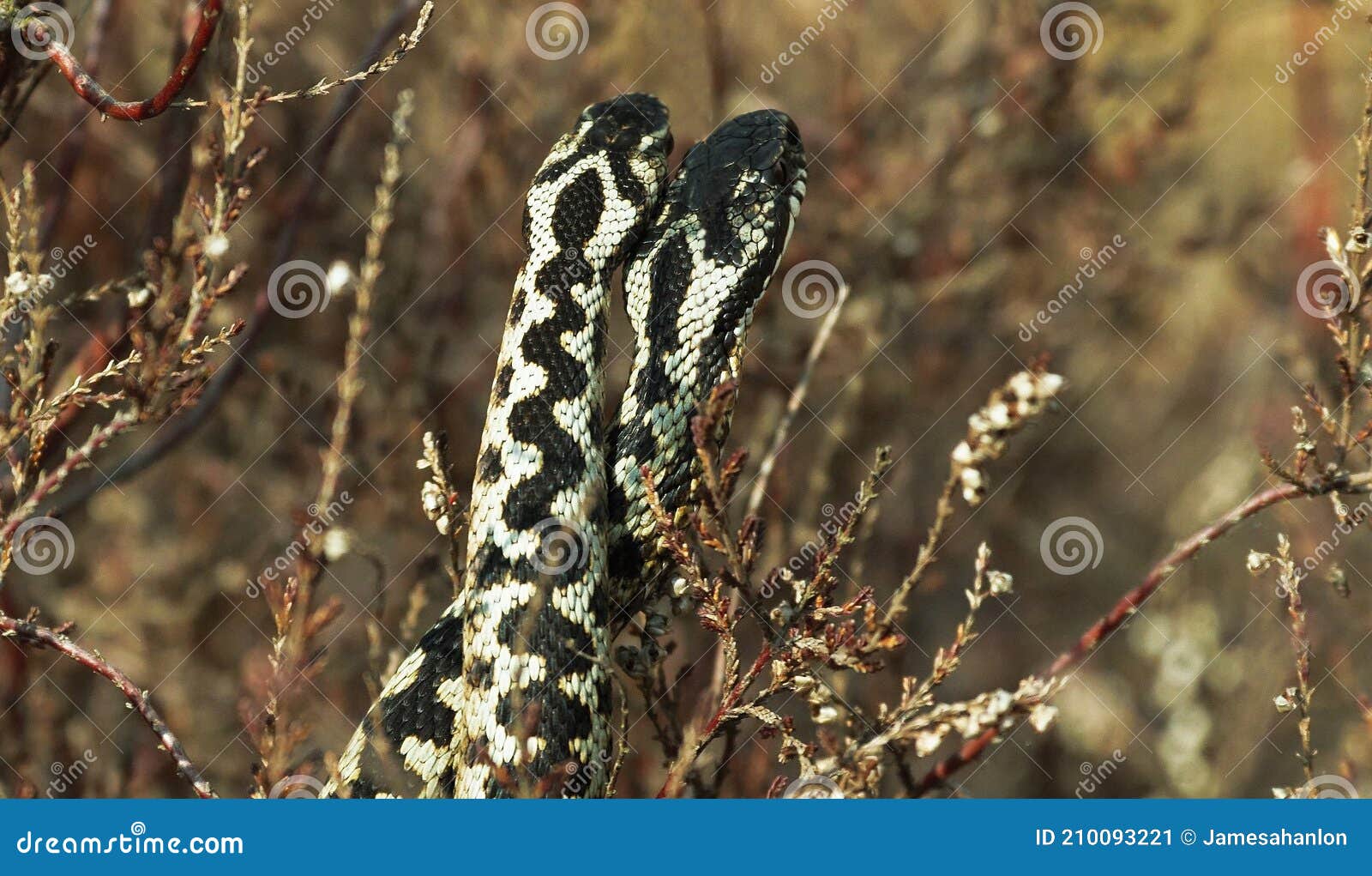 Adder Vipera Berus Males Fighting Dancing Stock Image - Image of ...