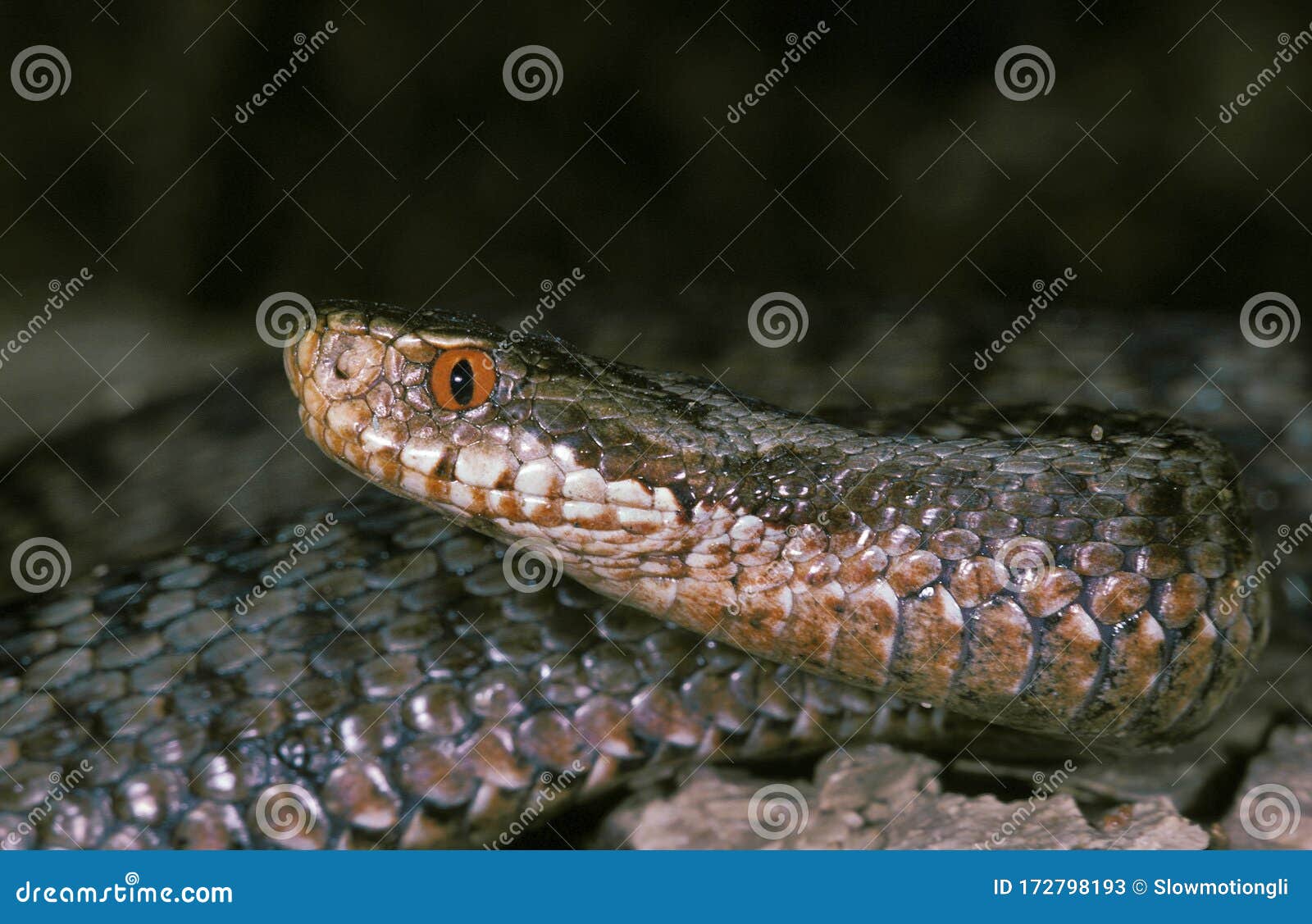 VIPERE PELIADE Vipera Berus Stock Image - Image of reptile, adder ...