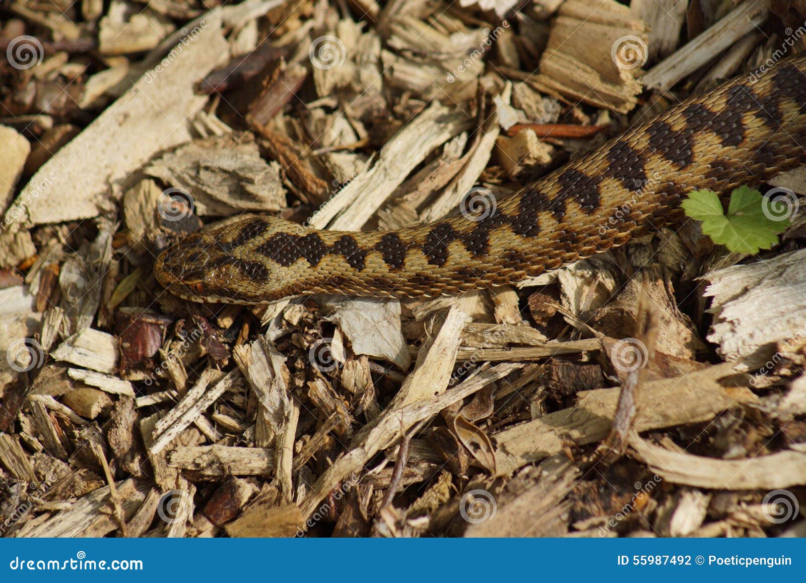 Adder - Vipera berus stock photo. Image of blood, creature - 55987492