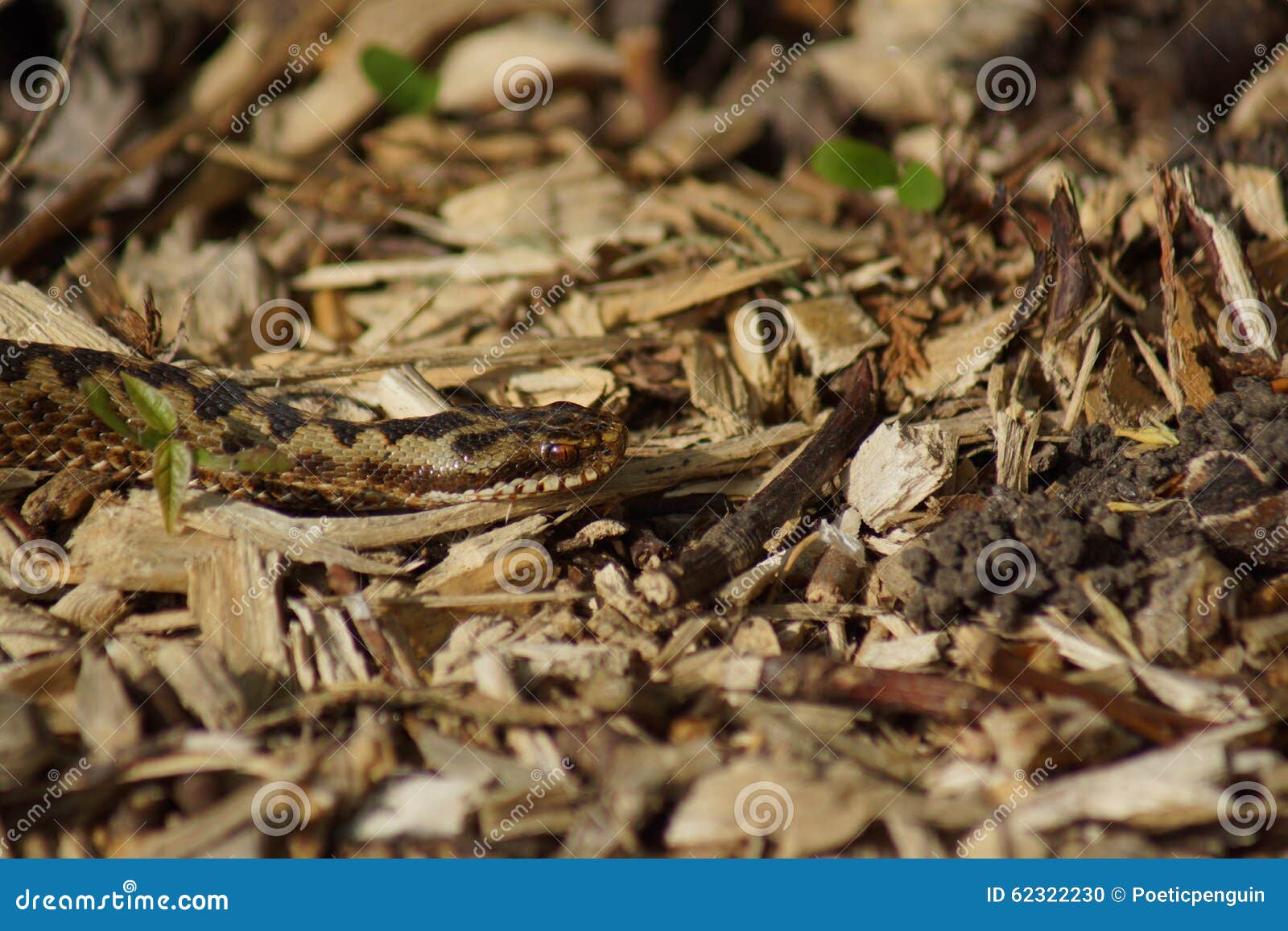 Adder - Vipera berus stock photo. Image of viperidae - 62322230