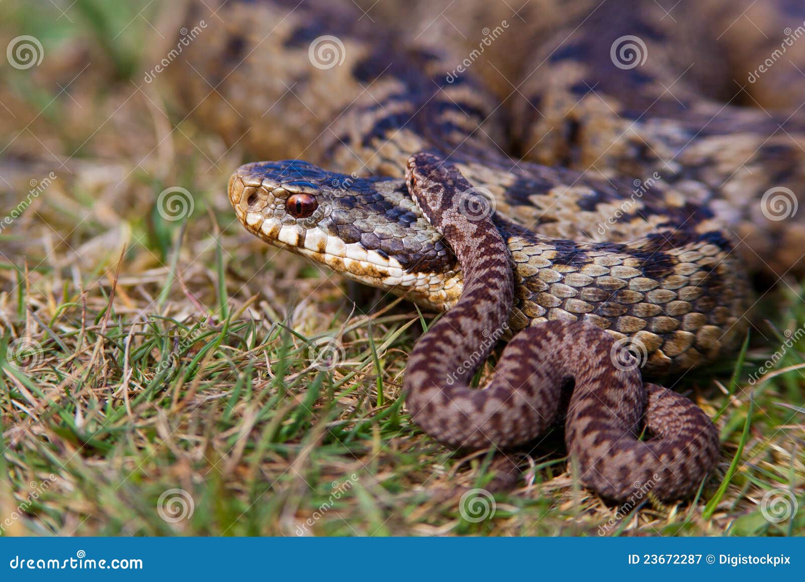 Adder and Young (Vipera Berus) Stock Image - Image of common, baby ...