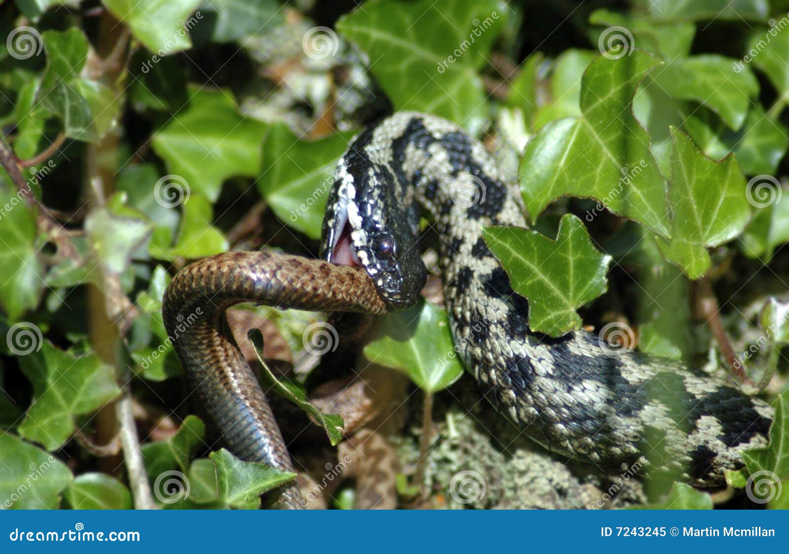 Adders fighting stock image. Image of reptile, snakes - 7243245
