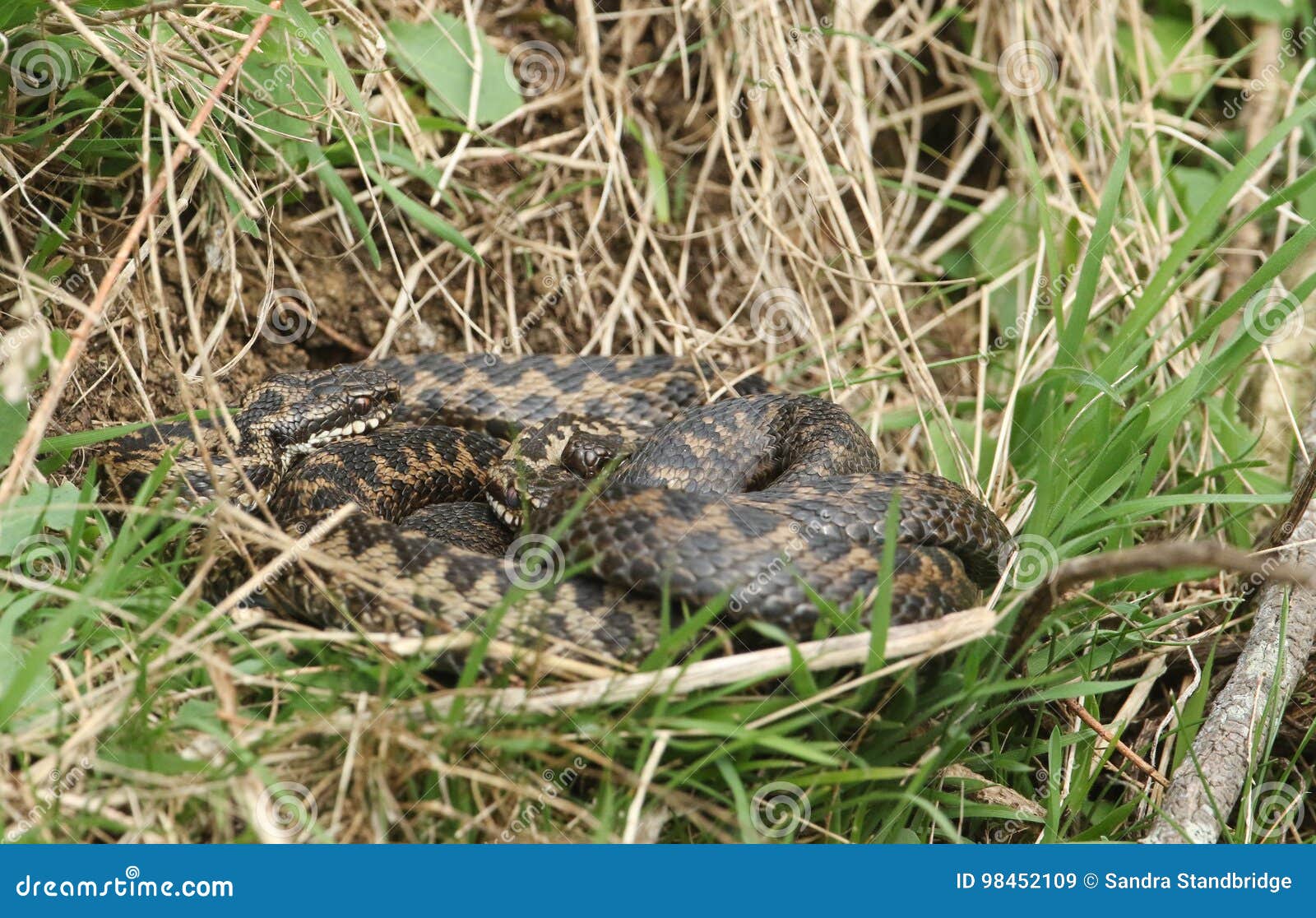 Adders Vipera Berus Coiled Together In The Grass. Royalty-Free Stock ...
