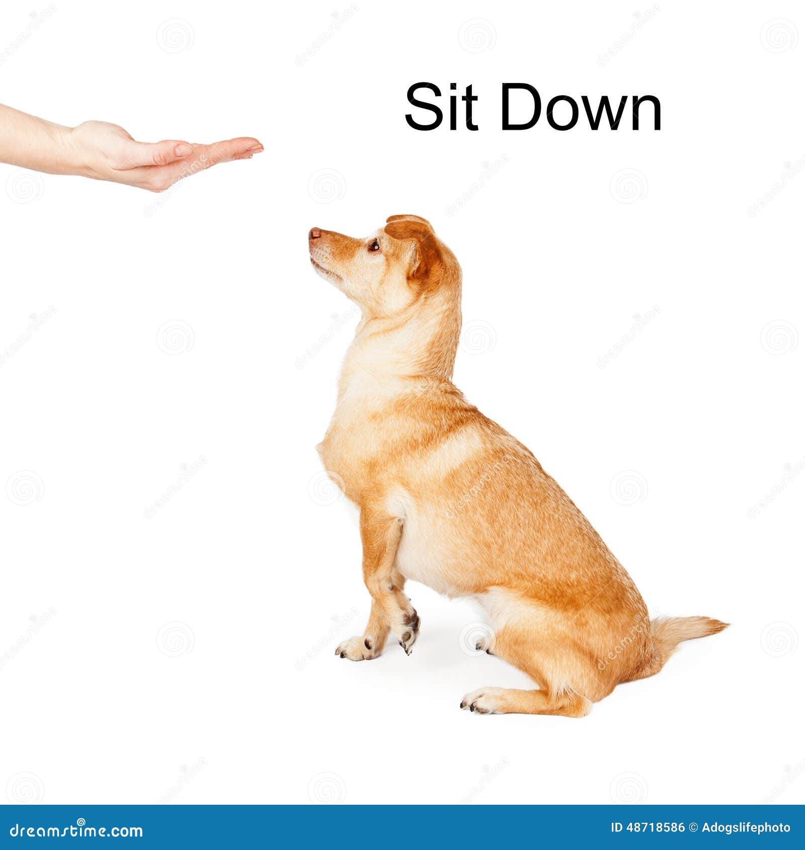 Addestramento Di Cani Sit Down Command Fotografia Stock - Immagine di ...