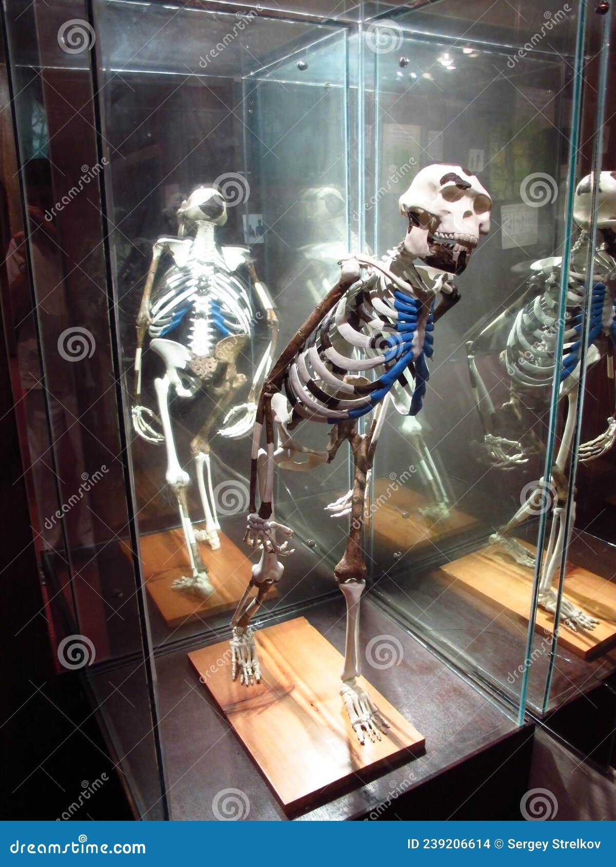 Addis Ababa / Ethiopia - 31 Dec 2011: Lucy (Australopithecus) in the ...