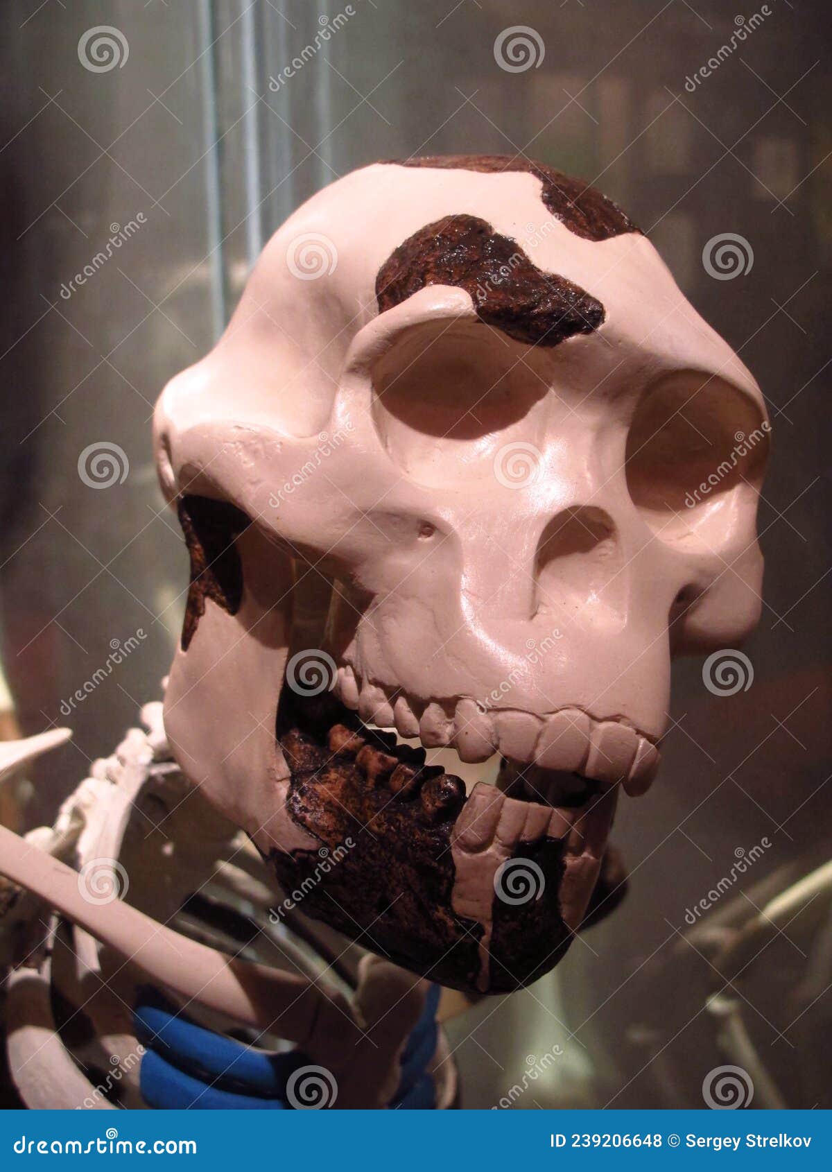 Addis Ababa Ethiopia 31 Dec 2011 : Lucy Australopithecus in the Museum ...