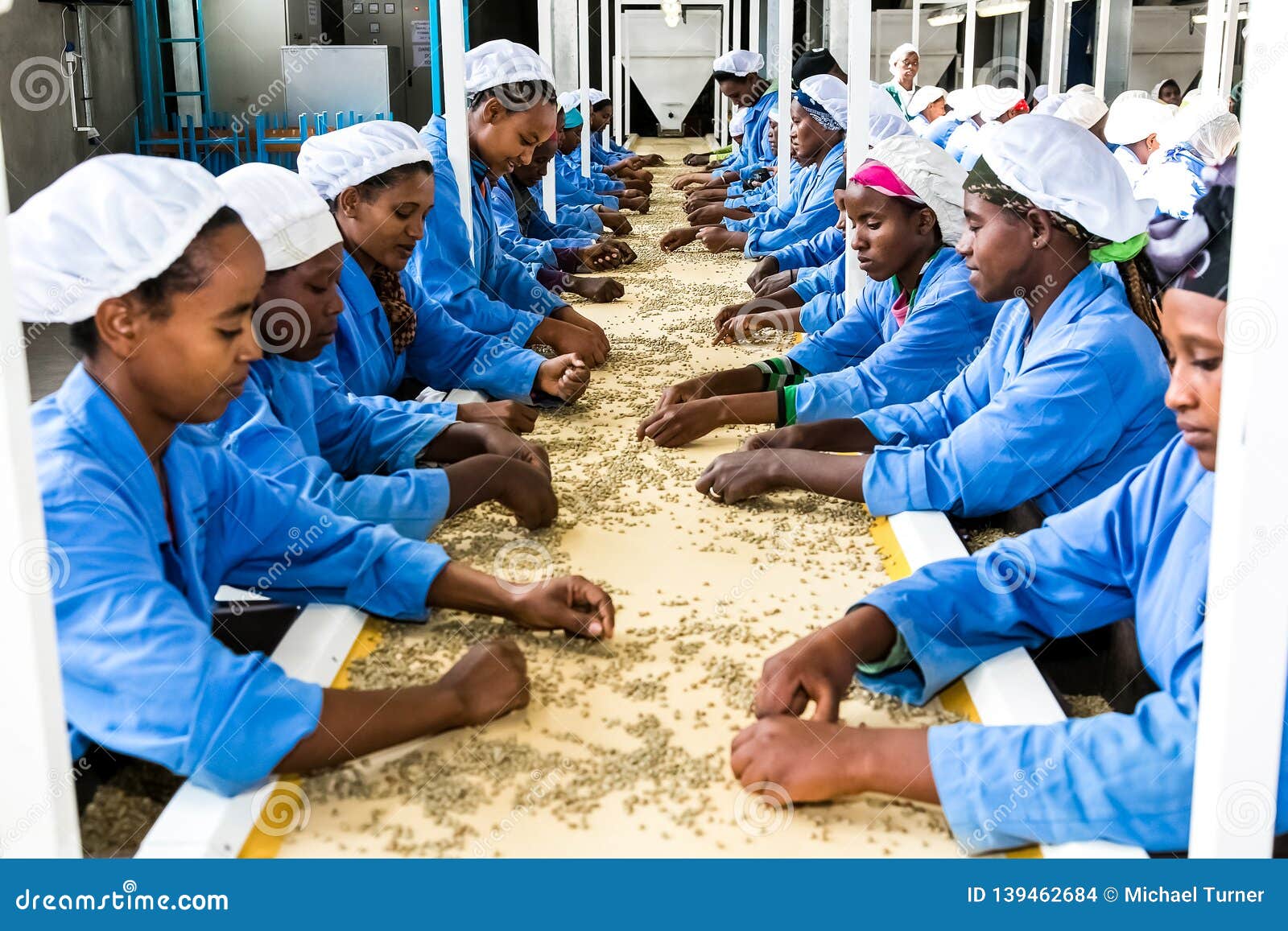 Raw Coffee Bean Sorting and Processing in a Factory Editorial Stock ...