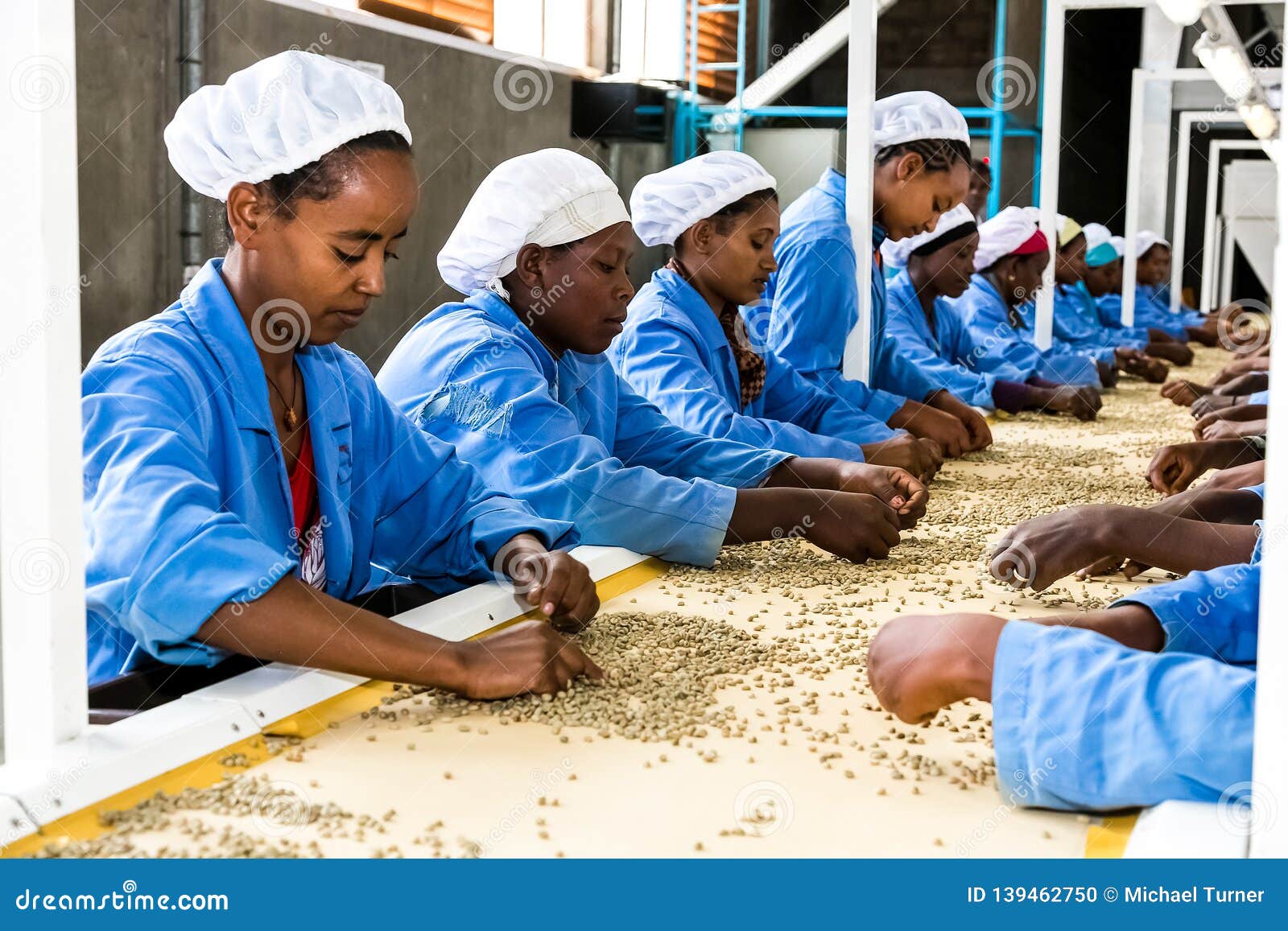 Raw Coffee Bean Sorting and Processing in a Factory Editorial Image ...