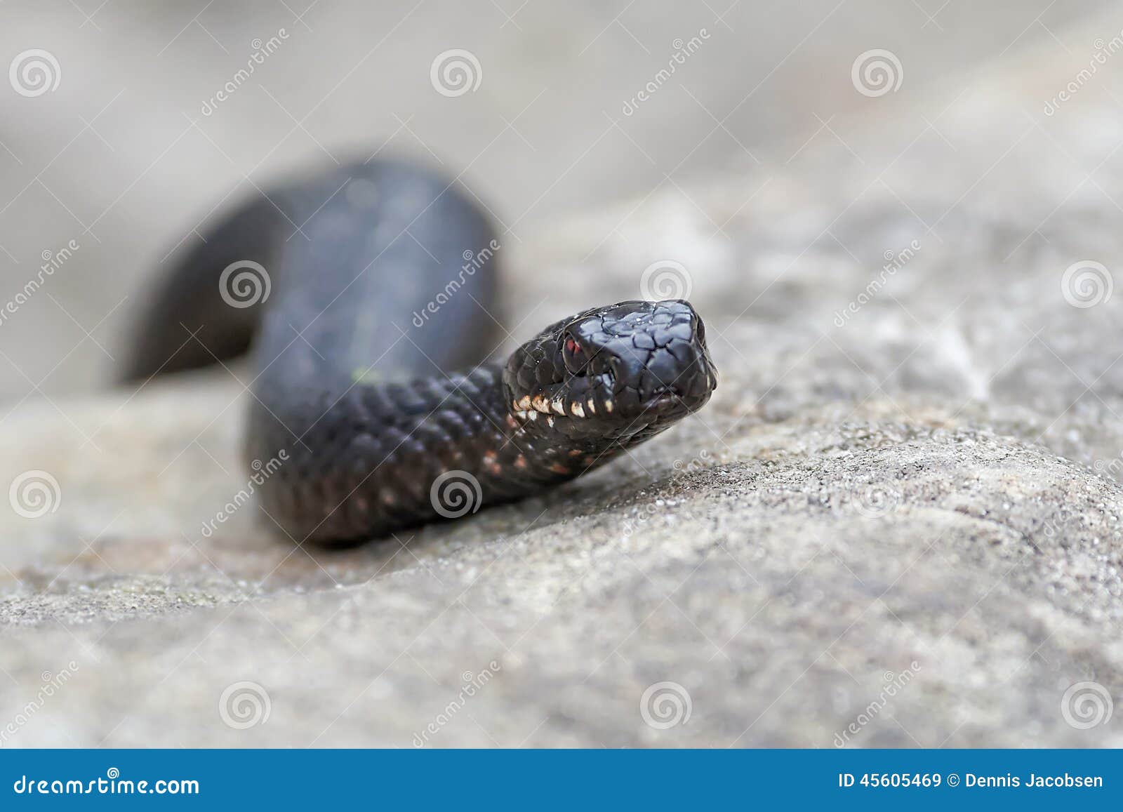 Addizionatrice Europea Comune (berus Del Vipera) Immagine Stock ...