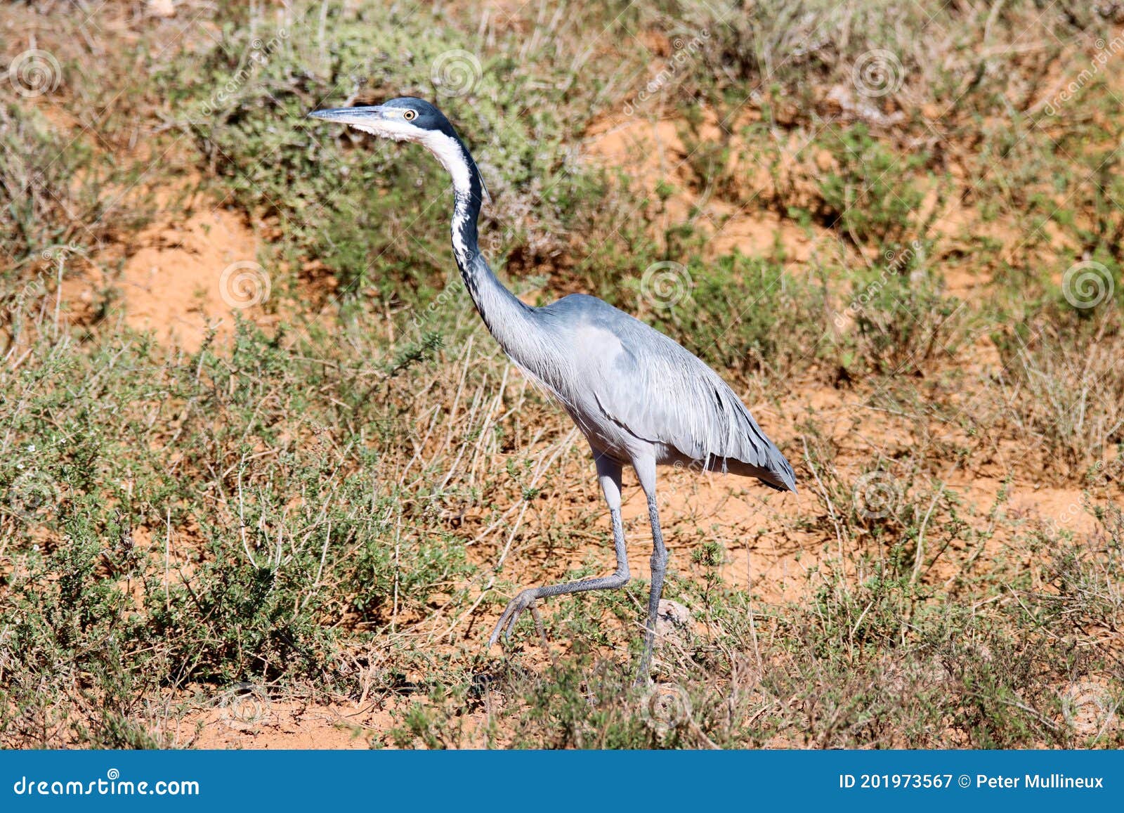 Addo Elephant National Park: Black Headed- Heron Stock Image - Image of ...
