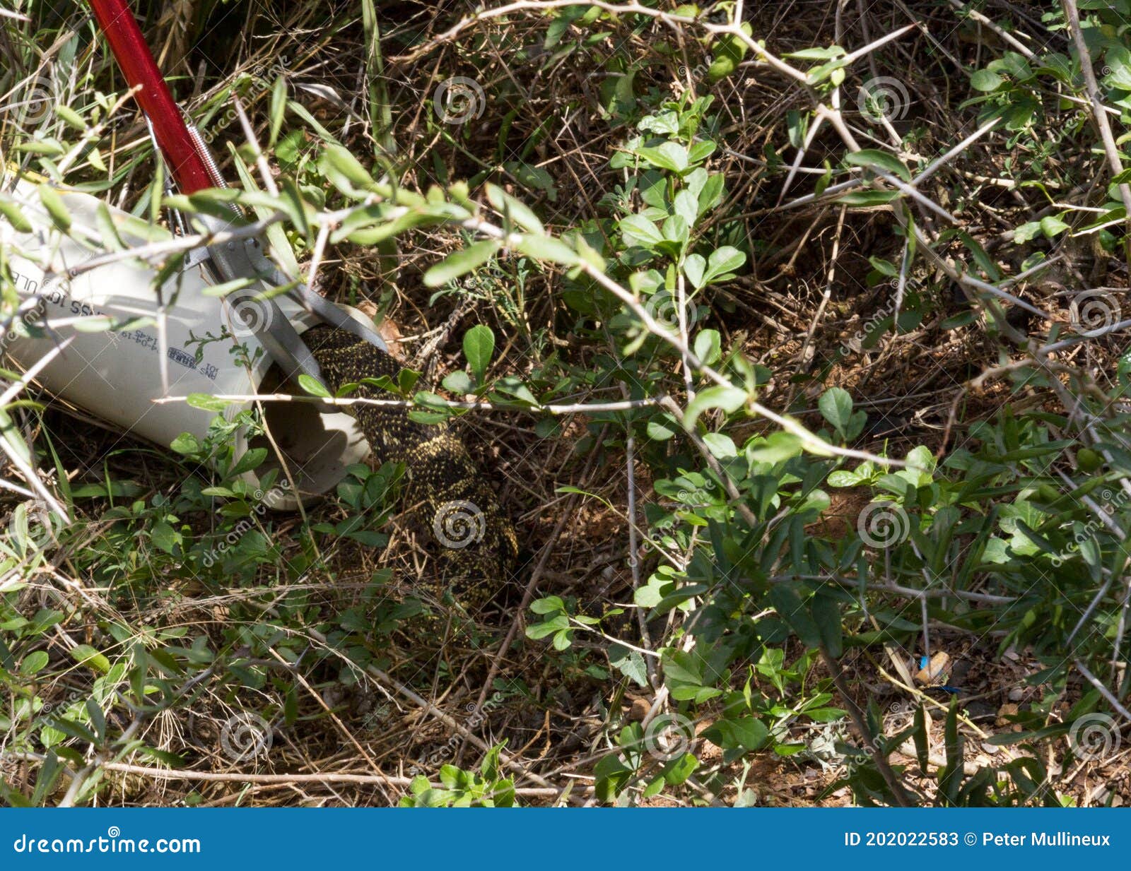 Snake Carrier Stock Photos - Free & Royalty-Free Stock Photos from ...