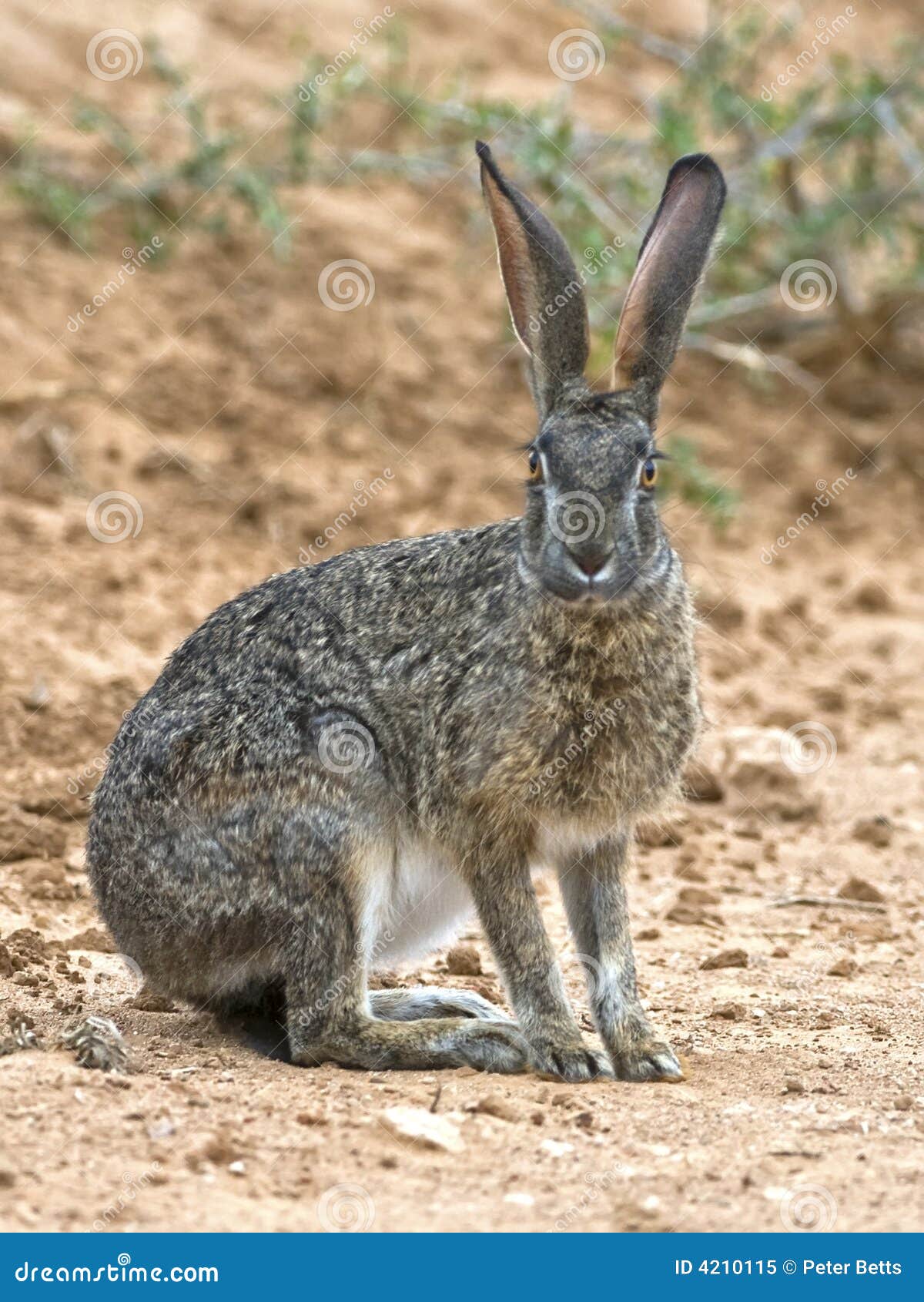 Addo Hare stock image. Image of prey, park, south, africa - 4210115