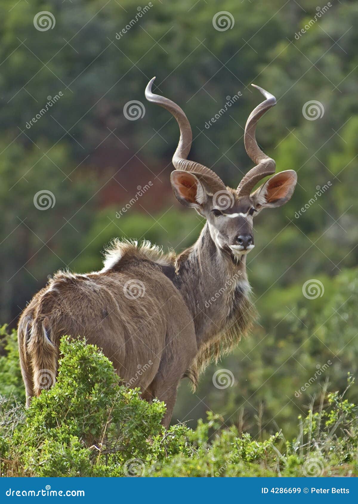 Addo Kudu stock image. Image of noble, africa, park, elephant - 4286699