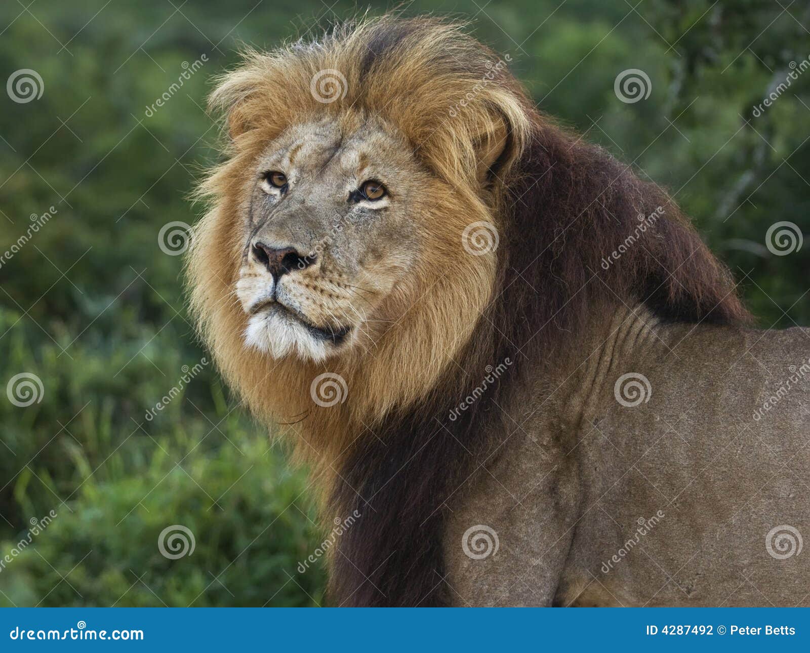 Tsama Stock Photos - Free & Royalty-Free Stock Photos from Dreamstime