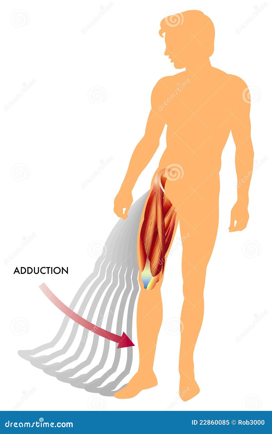 Adduction stock vector. Illustration of physiology, joint - 22860085