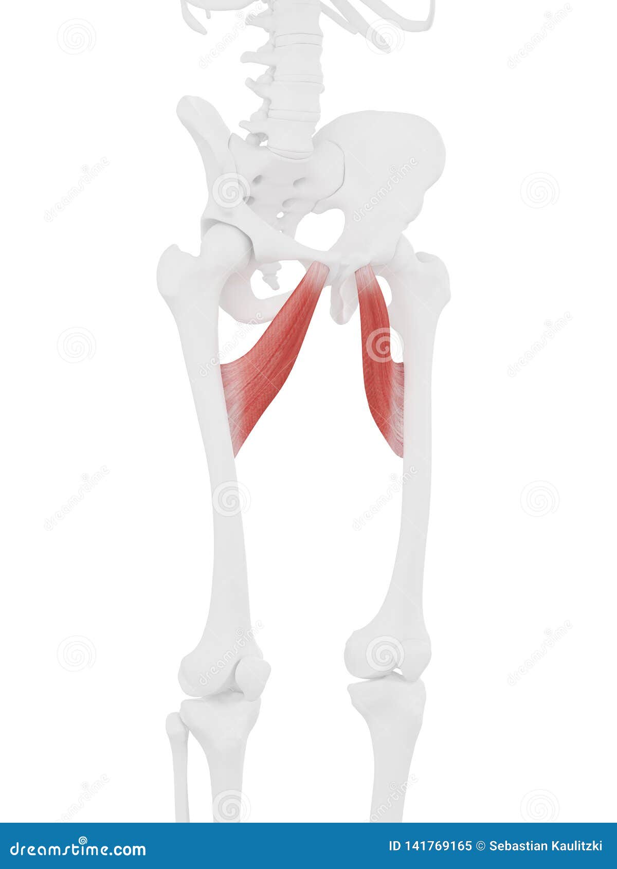 The Adductor Brevis stock illustration. Illustration of medical - 141769165