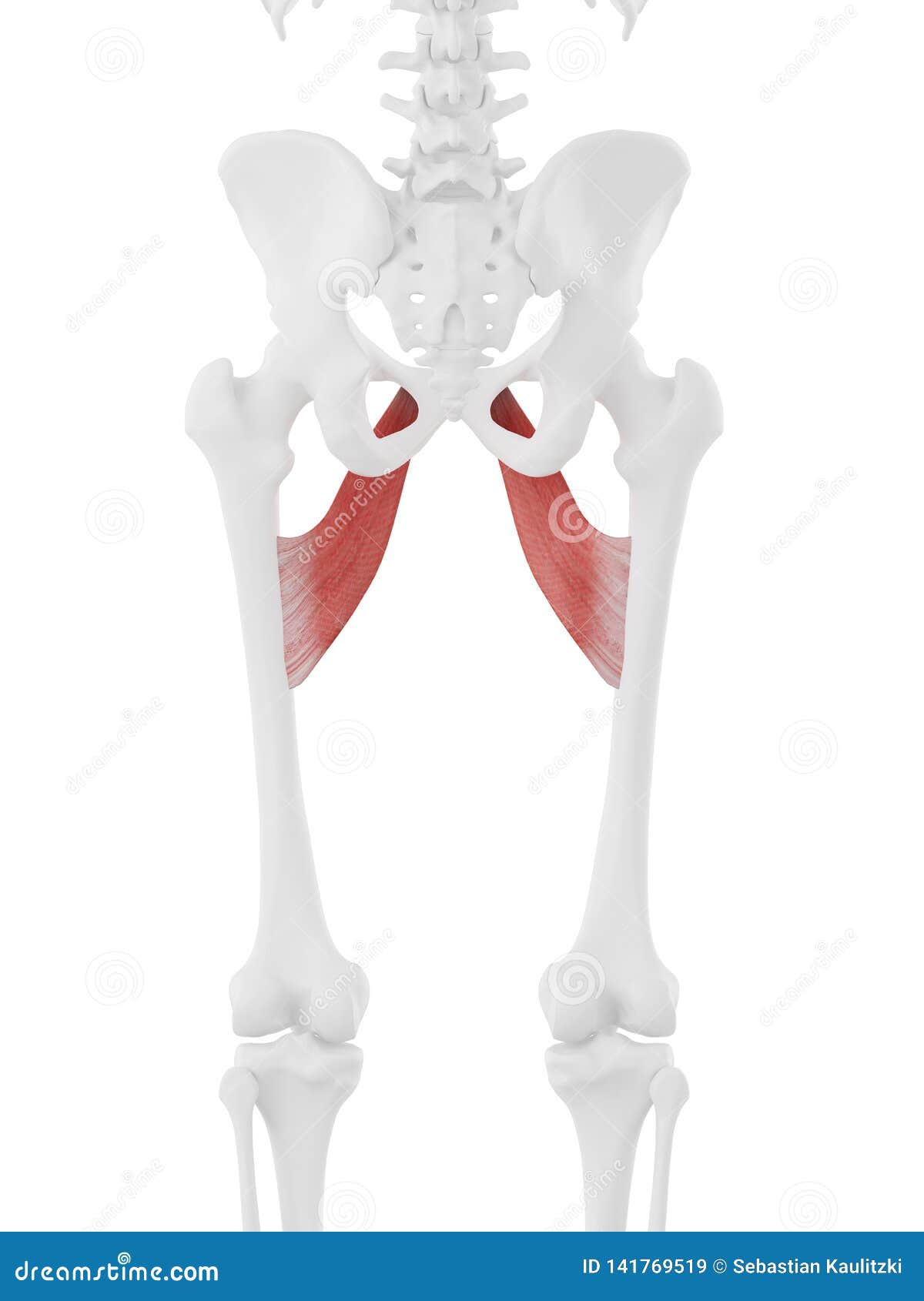 Adductor Brevis And Adductor Longus Muscle - Anatomy Muscles Iso Stock ...