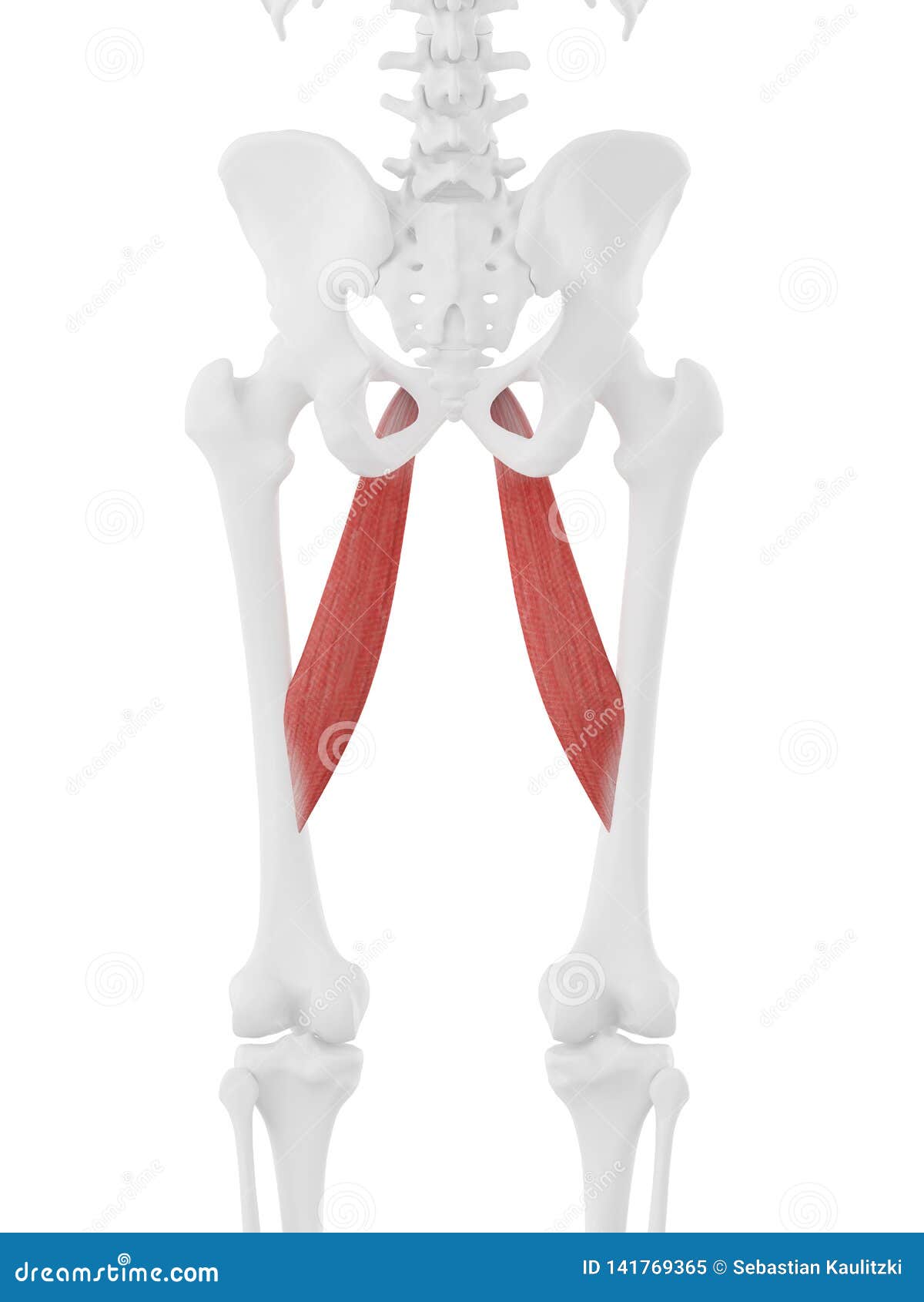 The Adductor Longus stock illustration. Illustration of medical - 141769365