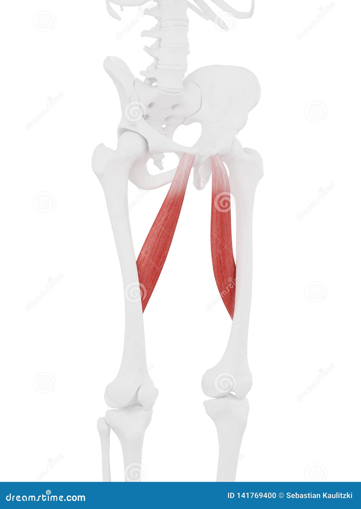 Adductor Longus Muscle. Adductor Brevis Muscle. Trigger Points And ...